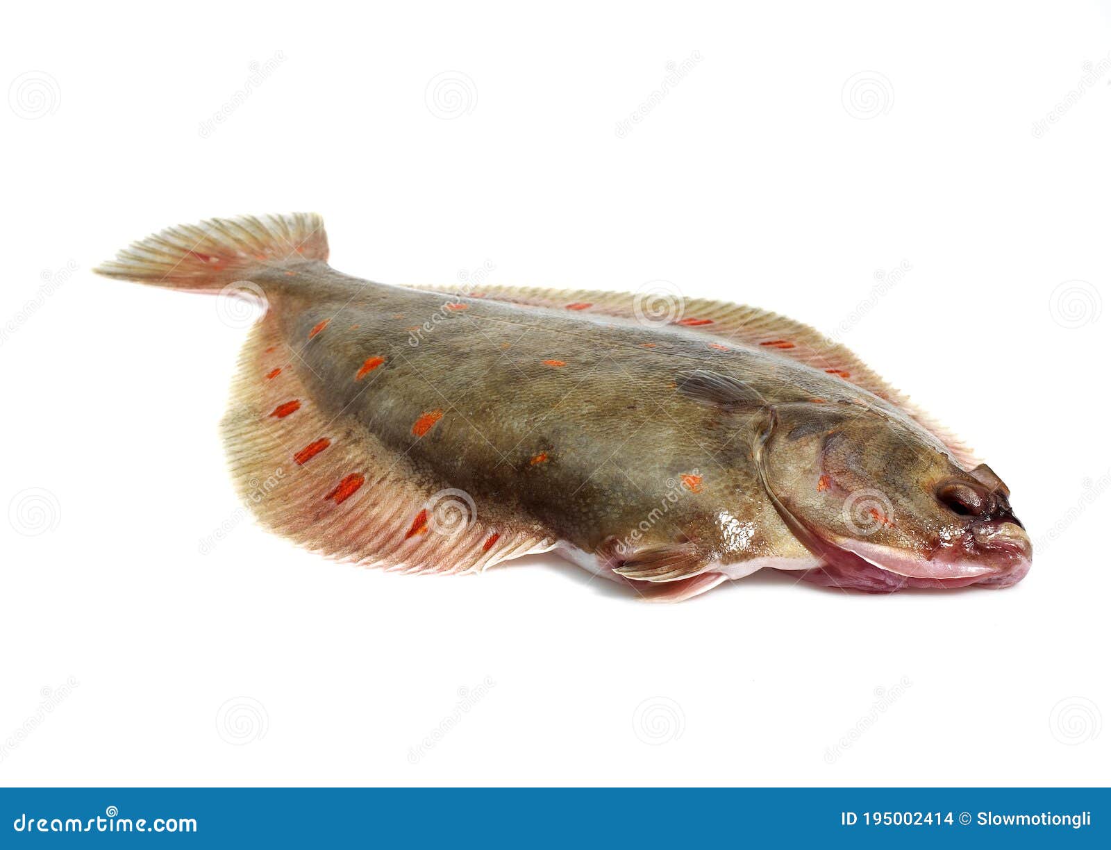 FRESH PLAICE Pleuronectes Platessa AGAINST WHITE BACKGROUND Stock Photo ...