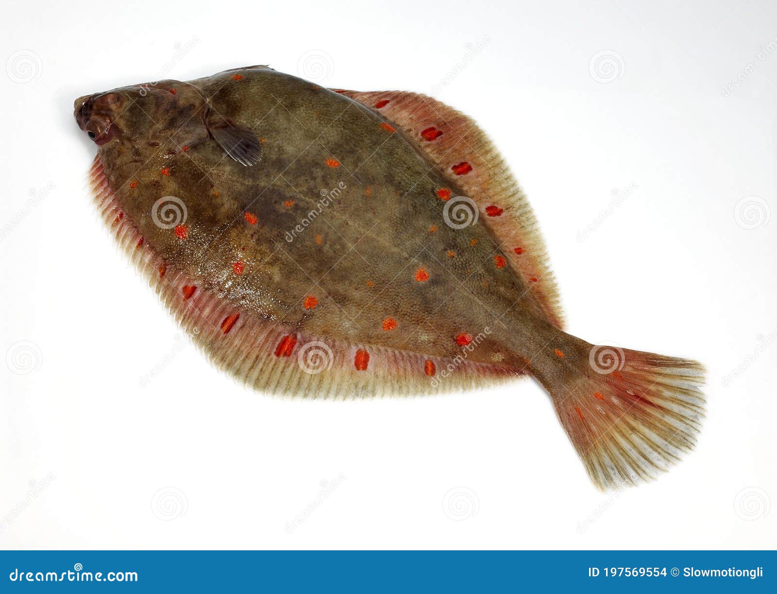 Fresh Plaice, Pleuronectes Platessa Against White Background Stock ...