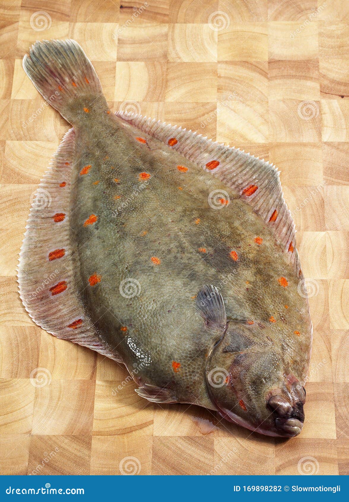 FRESH PLAICE Pleuronectes Platessa Stock Photo - Image of life ...