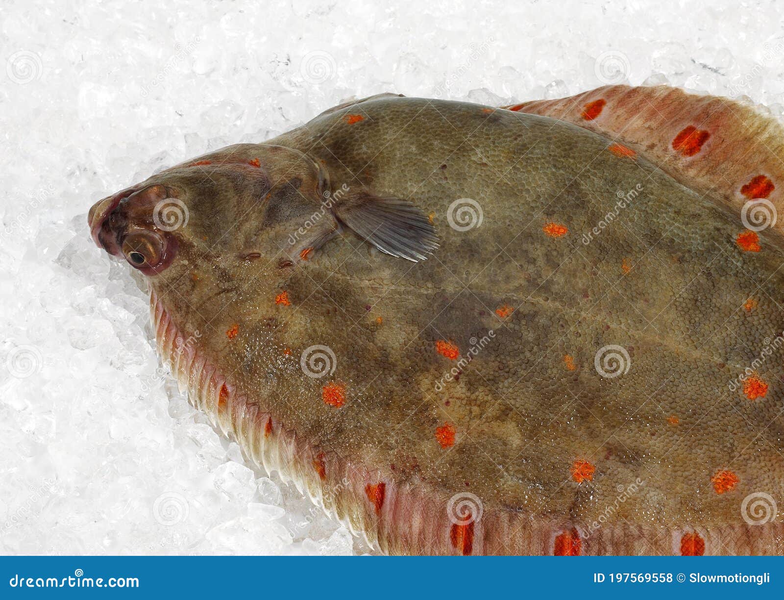 Fresh Plaice, Pleuronectes Platessa on Ice Stock Photo - Image of ...