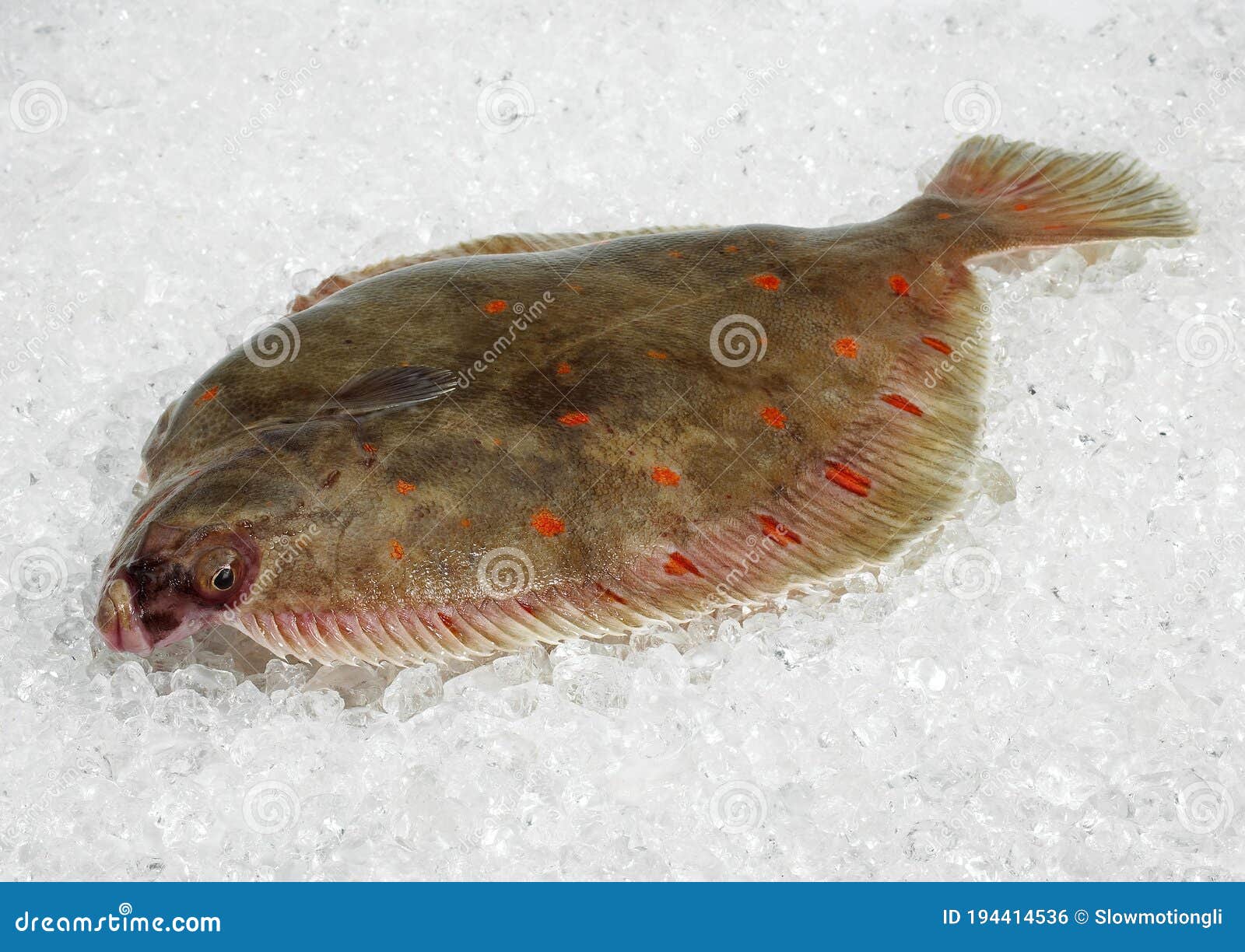FRESH PLAICE Pleuronectes Platessa on ICE Stock Photo - Image of ...