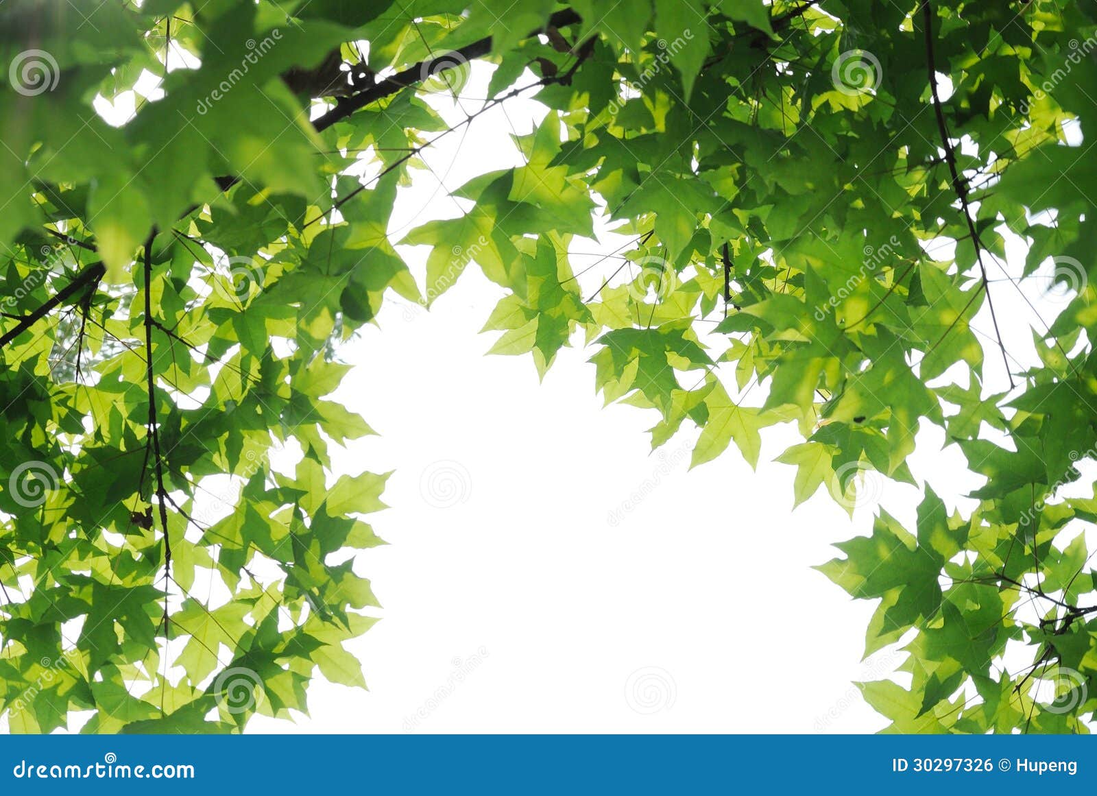 Plane trees leaves stock photo. Image of backgrounds - 30297326