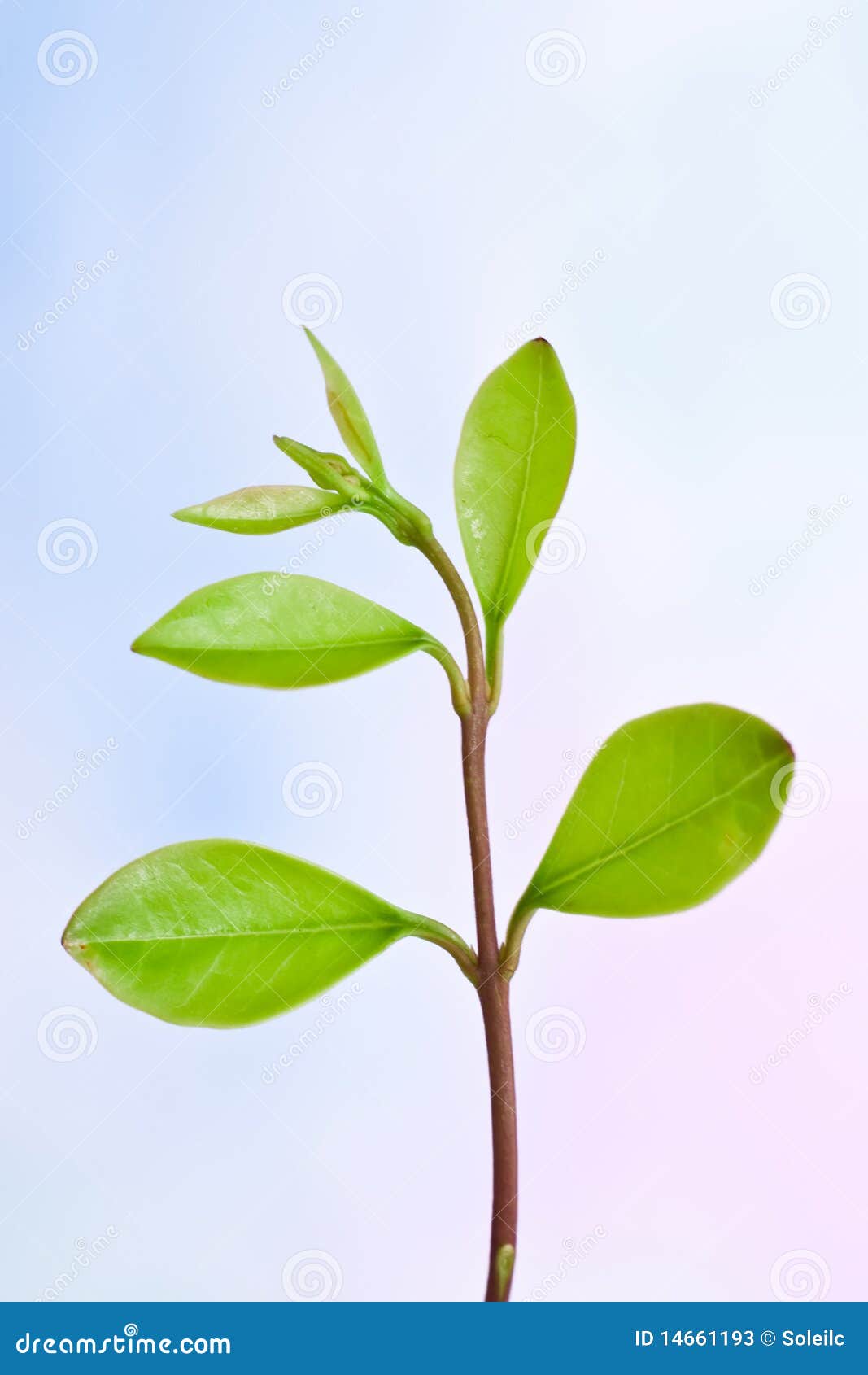 Fresh plant branch stock image. Image of blossoming, blooming - 14661193