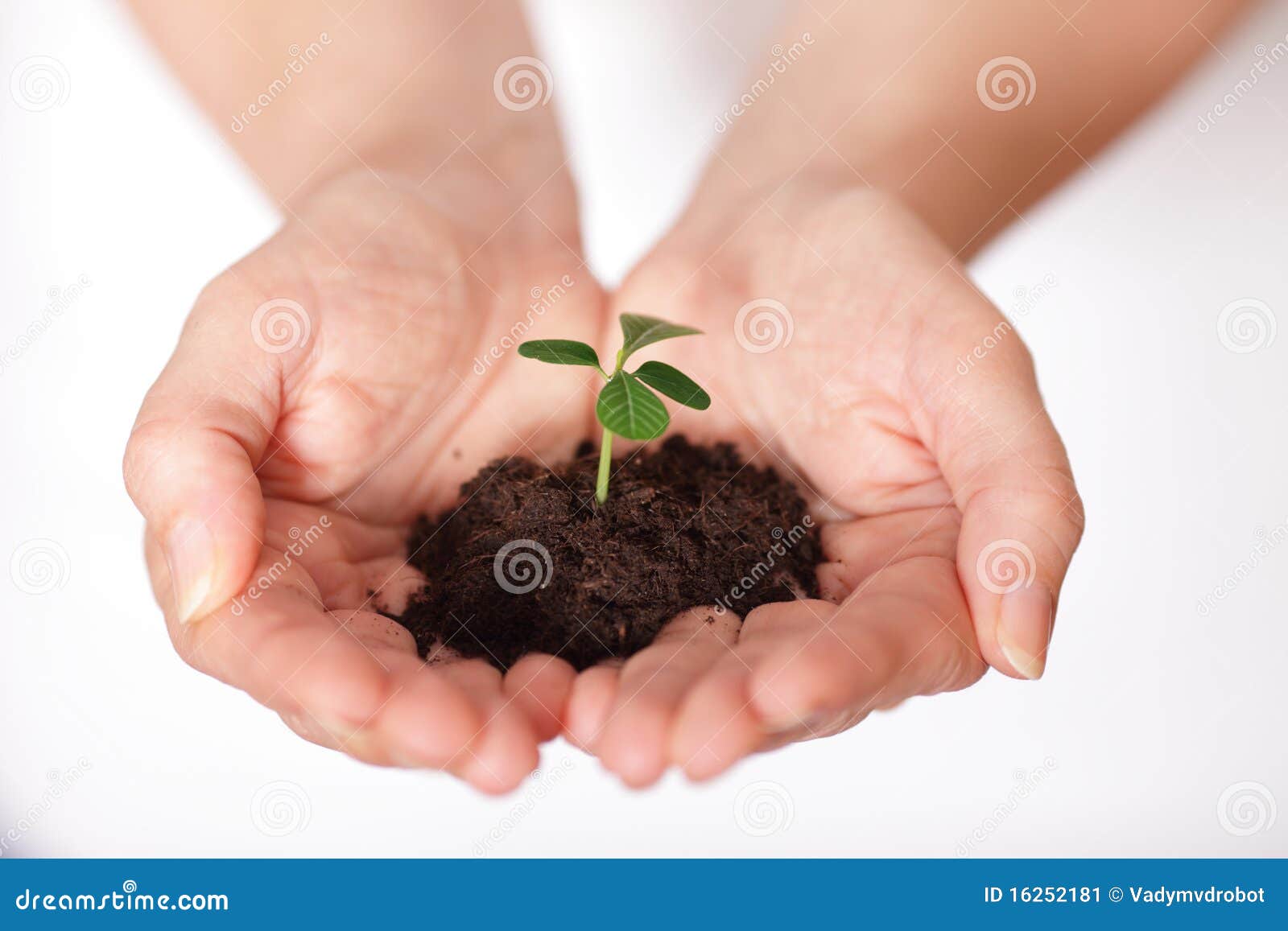 Fresh Plant, Growing from a Small Pile of Earth Stock Image - Image of ...