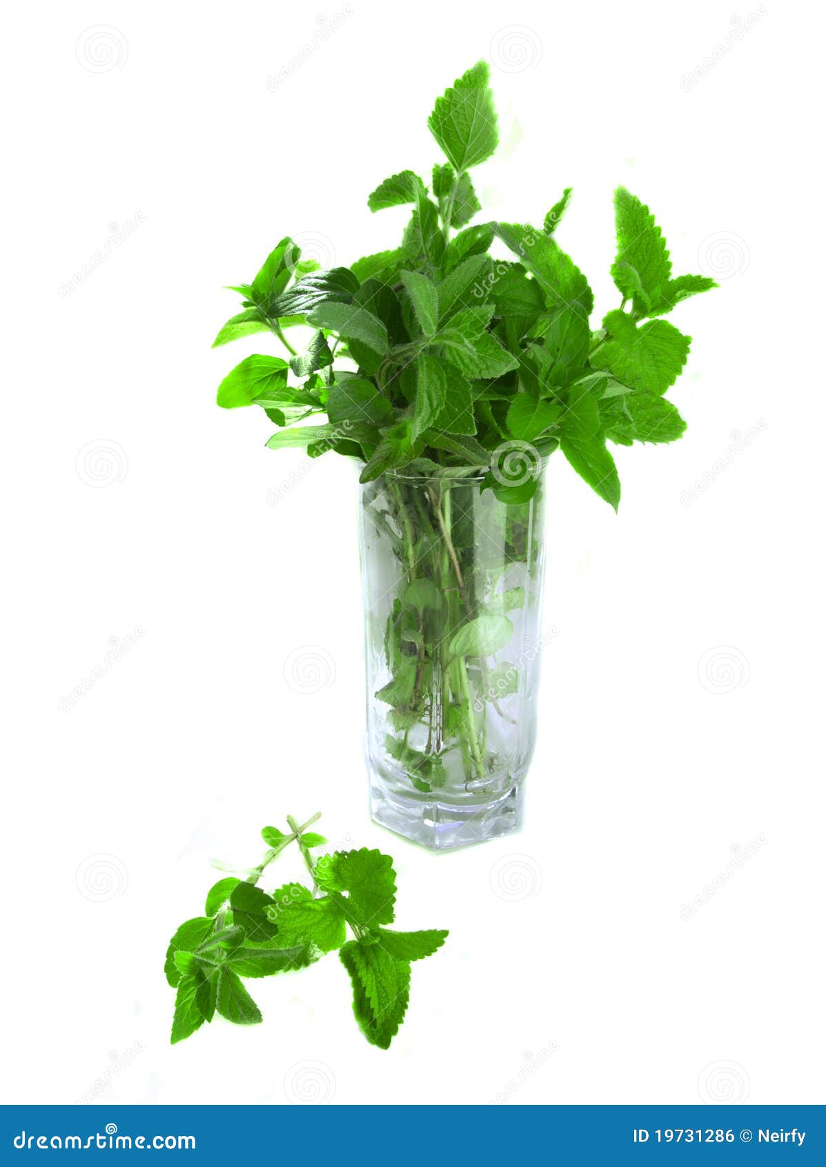 Fresh Plant of Lemon Balm and Mint Stock Photo - Image of pepper ...