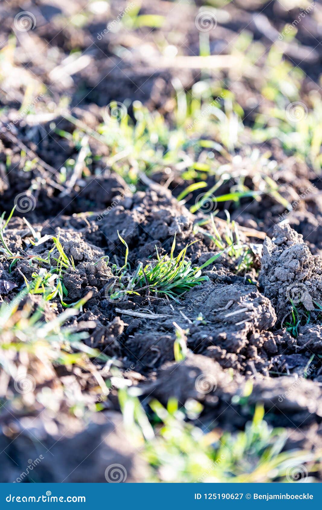 Fresh Planted Crops on an Agricultural Field Stock Image - Image of ...