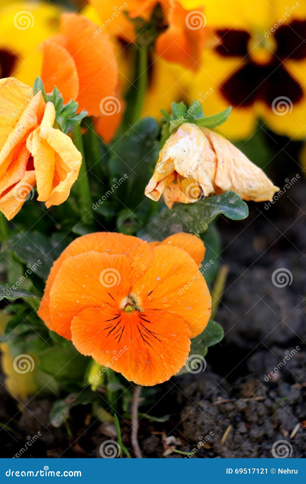 Fresh Planted Spring Flowers Stock Image - Image of spring, flower ...