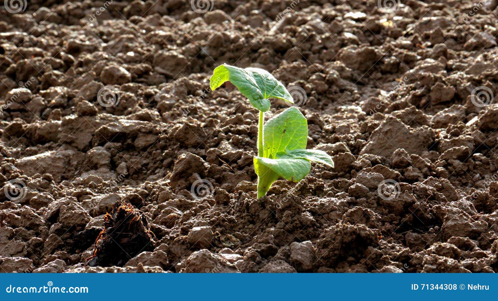 Fresh Planted Vegetable in a Field Stock Photo - Image of harvest ...