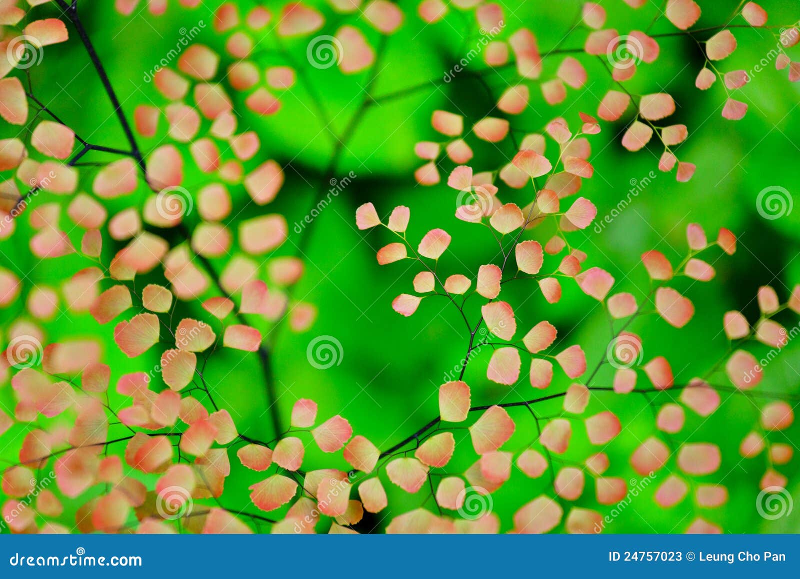 Fresh plants background stock image. Image of garden - 24757023