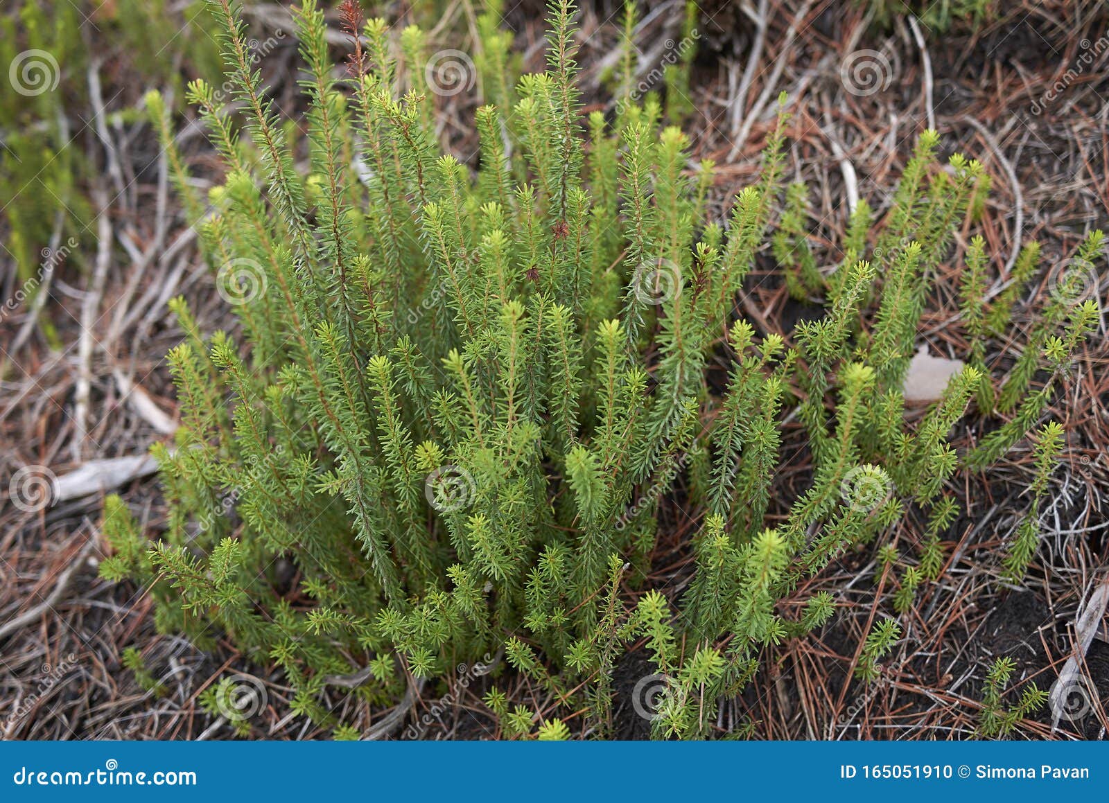 Erica multiflora plants stock photo. Image of ericaceae - 165051910