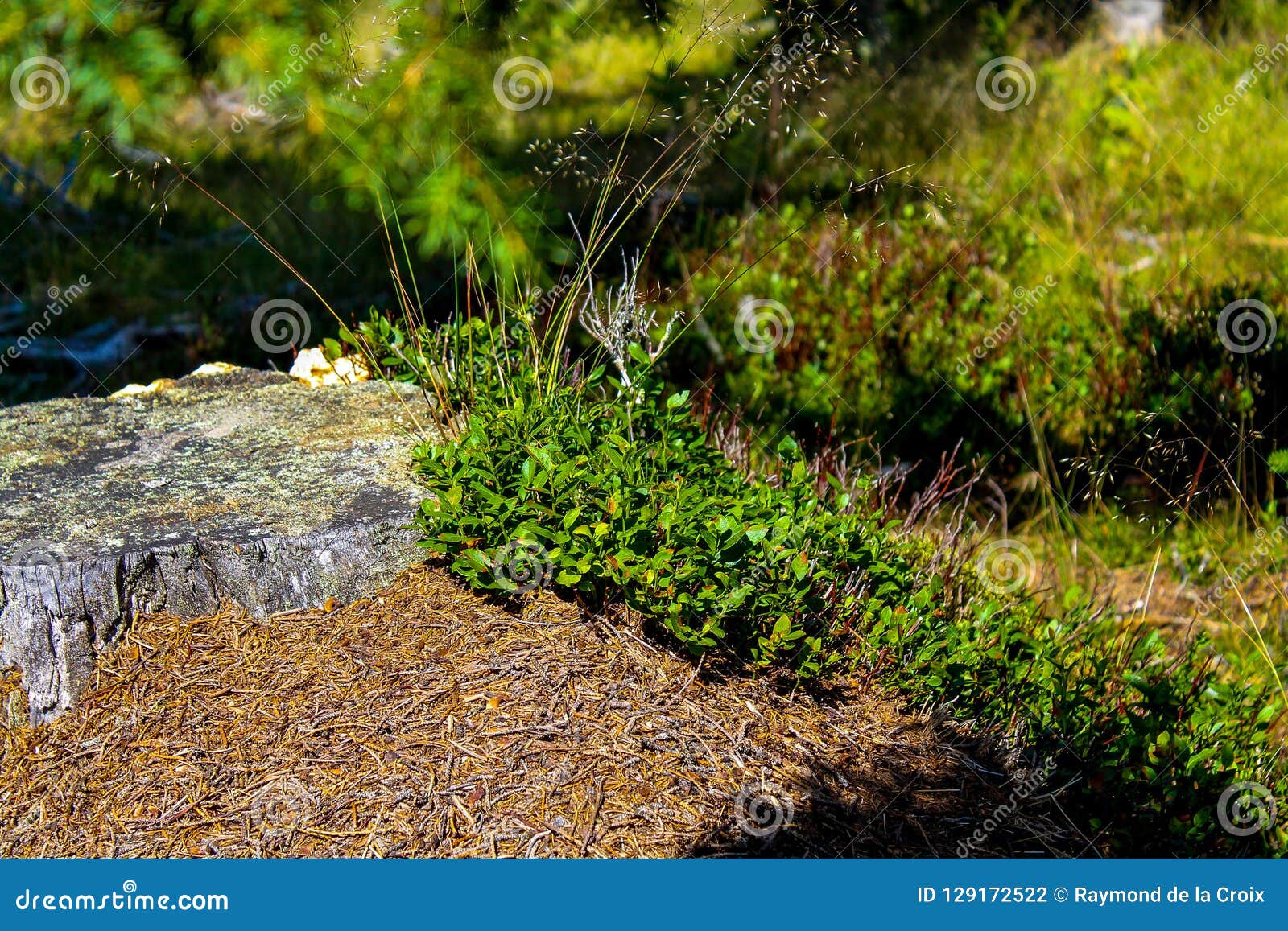 Fresh Plants on a Tree Stump. Stock Photo - Image of treestump ...