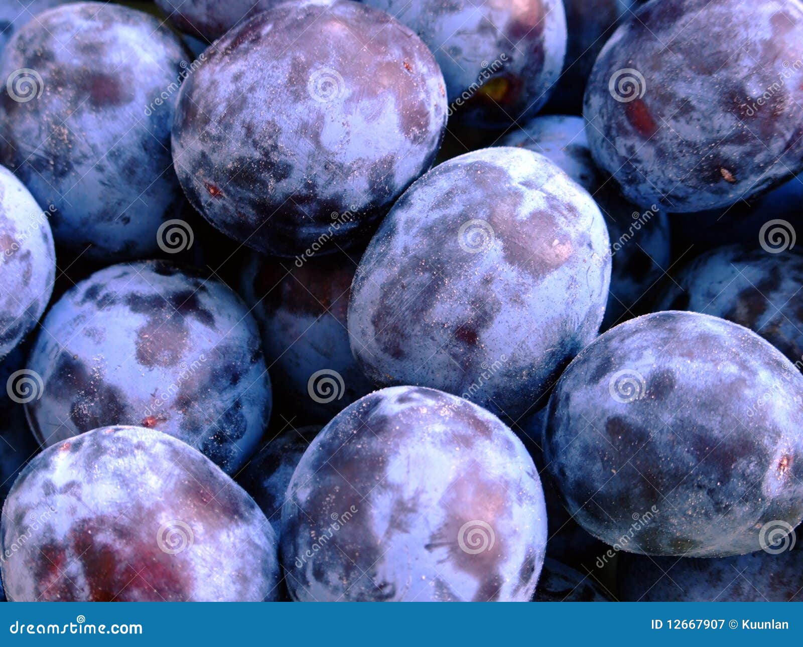 Fresh plum stock image. Image of national, nature, beginning - 12667907