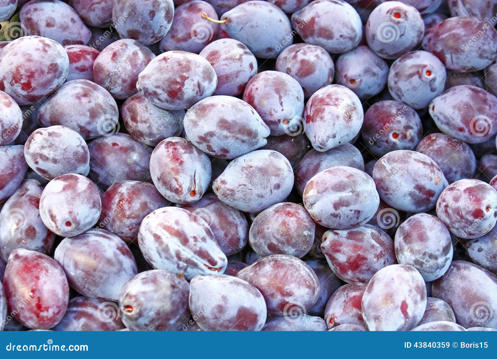 Fresh plums stock image. Image of plum, natural, food - 43840359