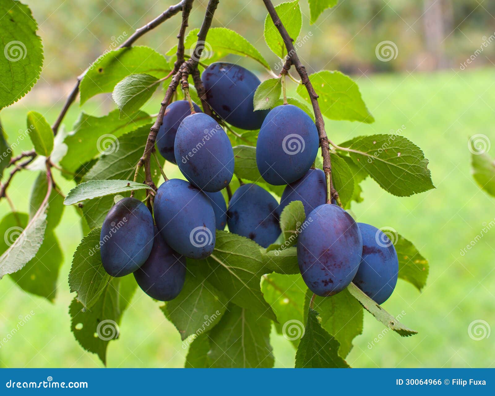 Plums stock photo. Image of berry, freshness, detail - 30064966