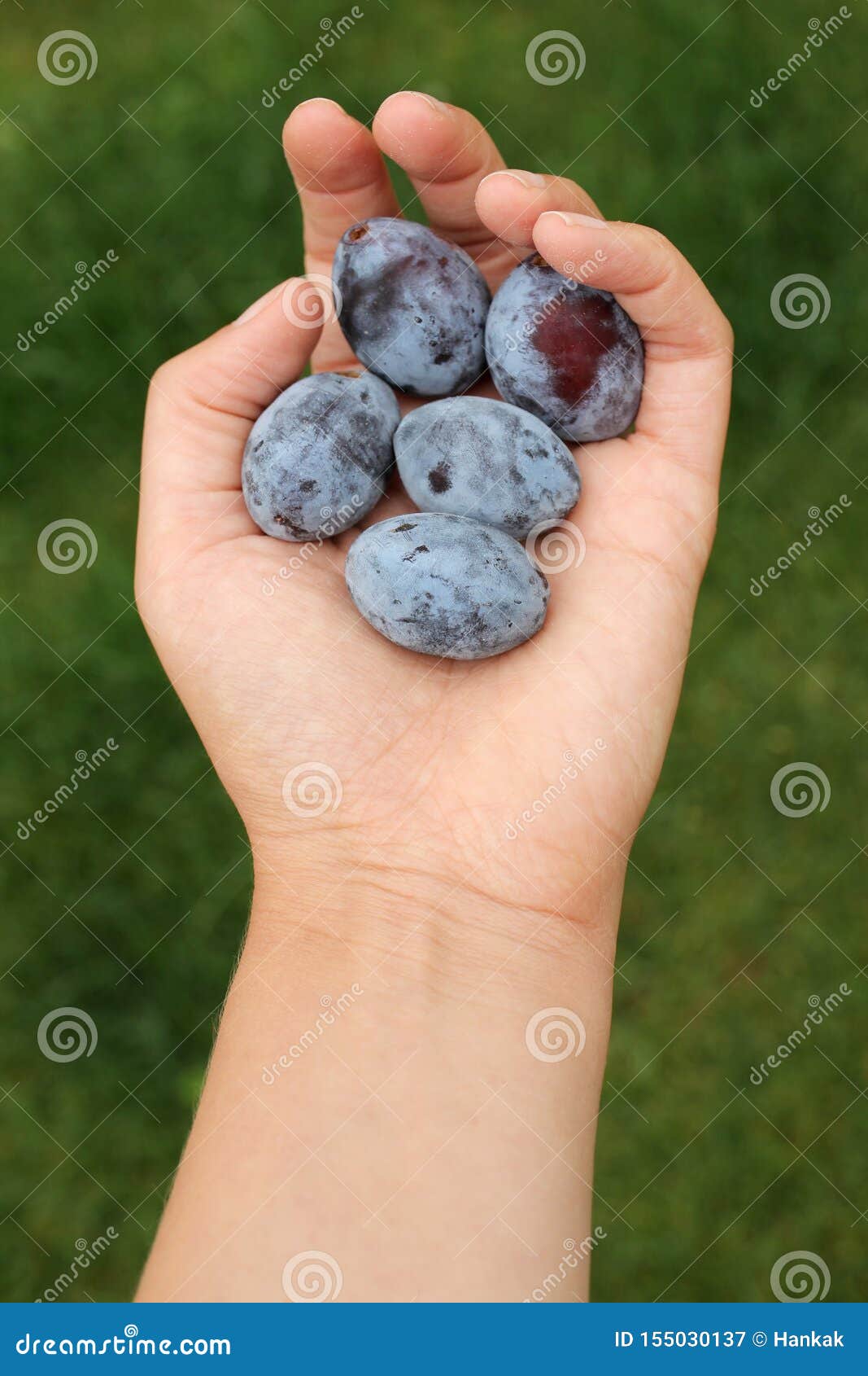 Fresh plums in womans hand stock image. Image of blueberry - 155030137