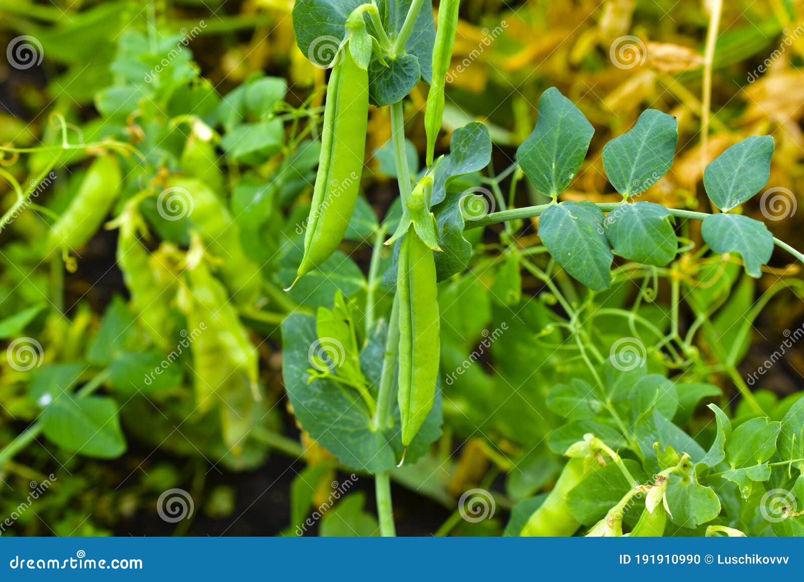 Fresh Pods of Ripe Peas in the Garden Bed Stock Photo - Image of crop ...