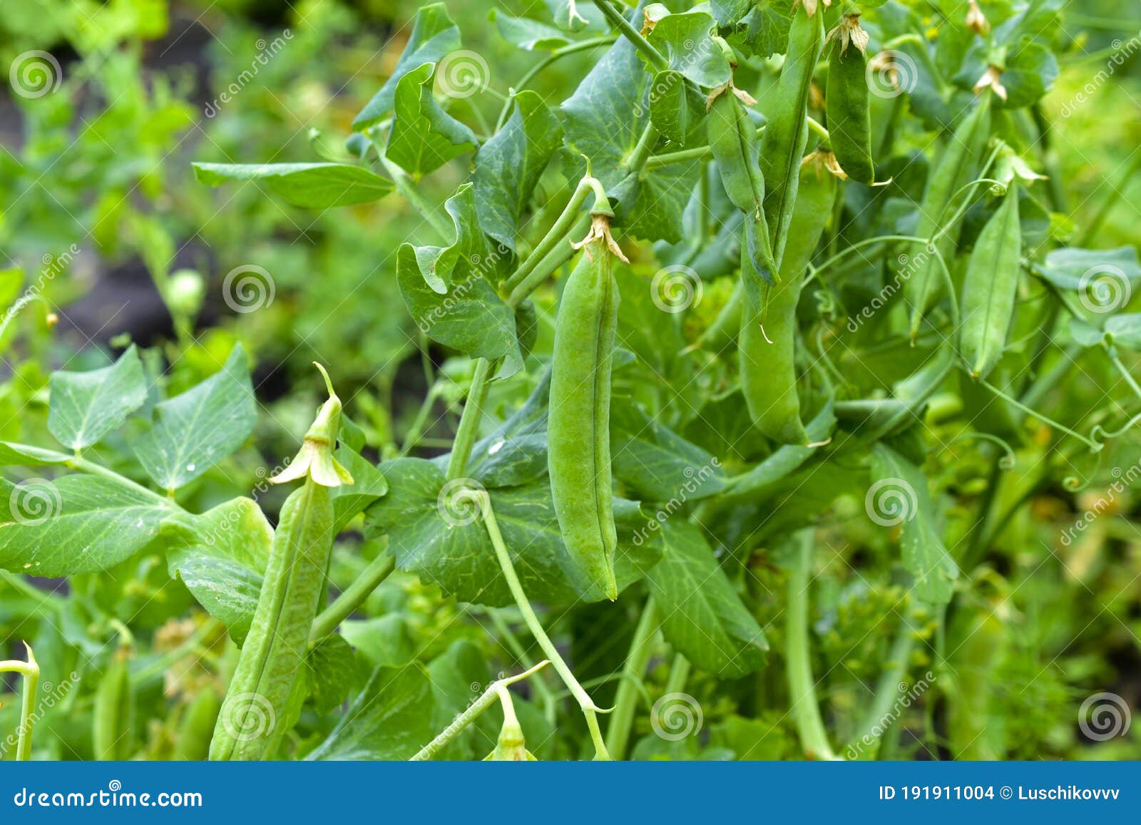 Fresh Pods of Ripe Peas in the Garden Bed Stock Photo - Image of crop ...