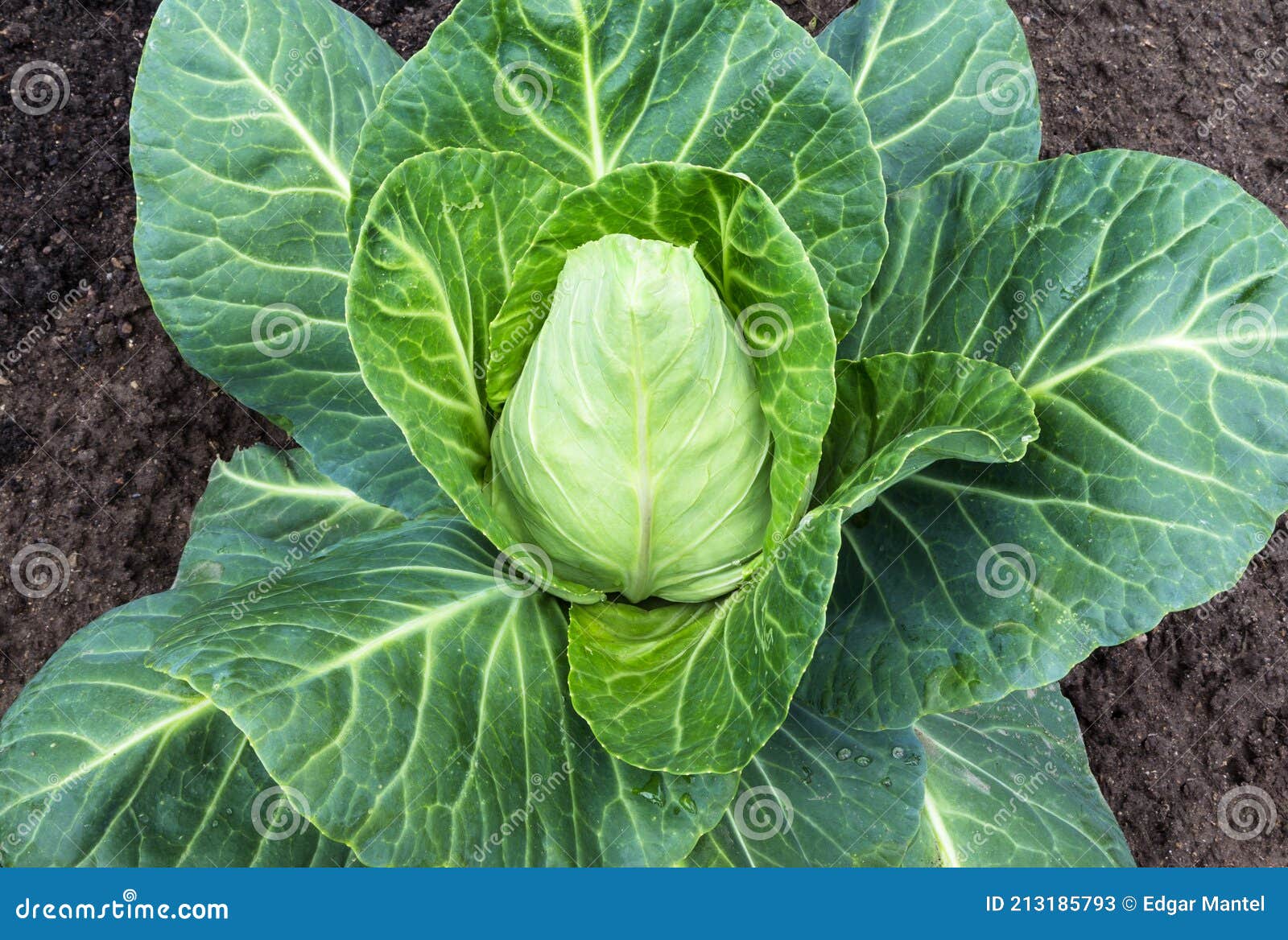 Fresh Pointed Cabbage on a Garden Stock Image - Image of healt, nice ...