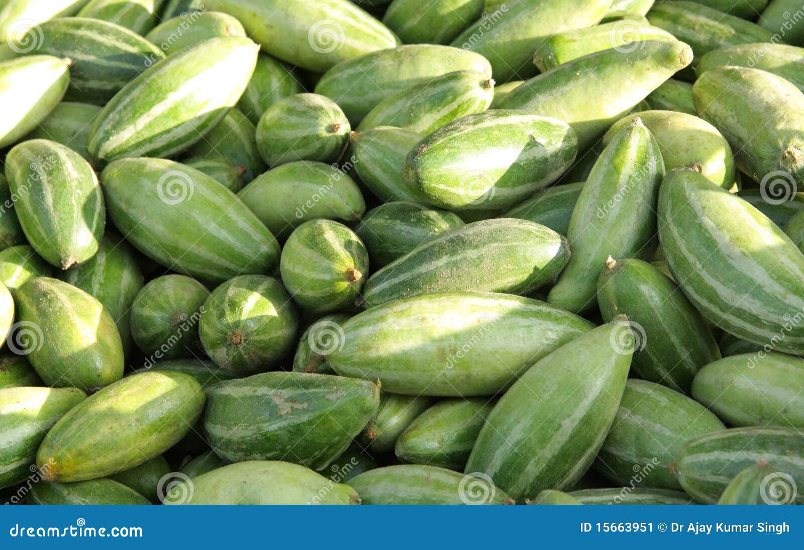 Fresh Pointed Gourd On A Blue Enamel Plate, A Vine Plant In The Family ...