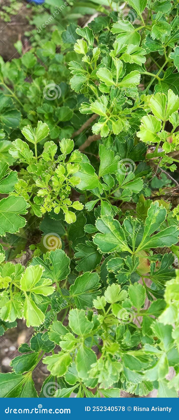 This Is The Polyscias Guilfoylei Variegata Plant, Taken On November 24 ...