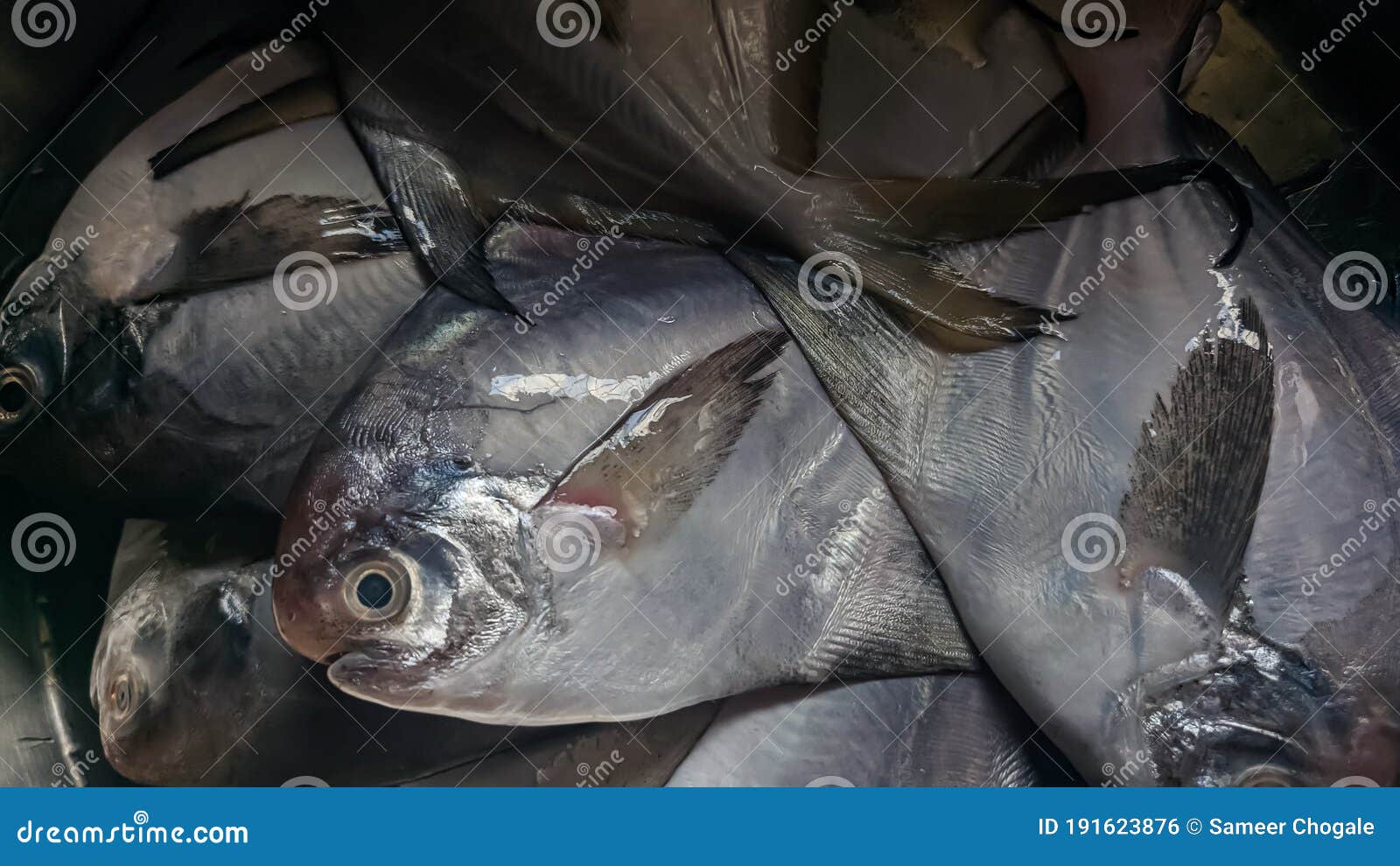 Fresh Pomfret Fish Stock Photo Stock Photo - Image of life, nature ...