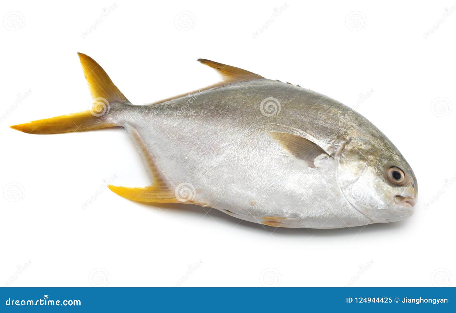 Fresh Pomfret stock image. Image of fresh, fish, delicacy - 124944425