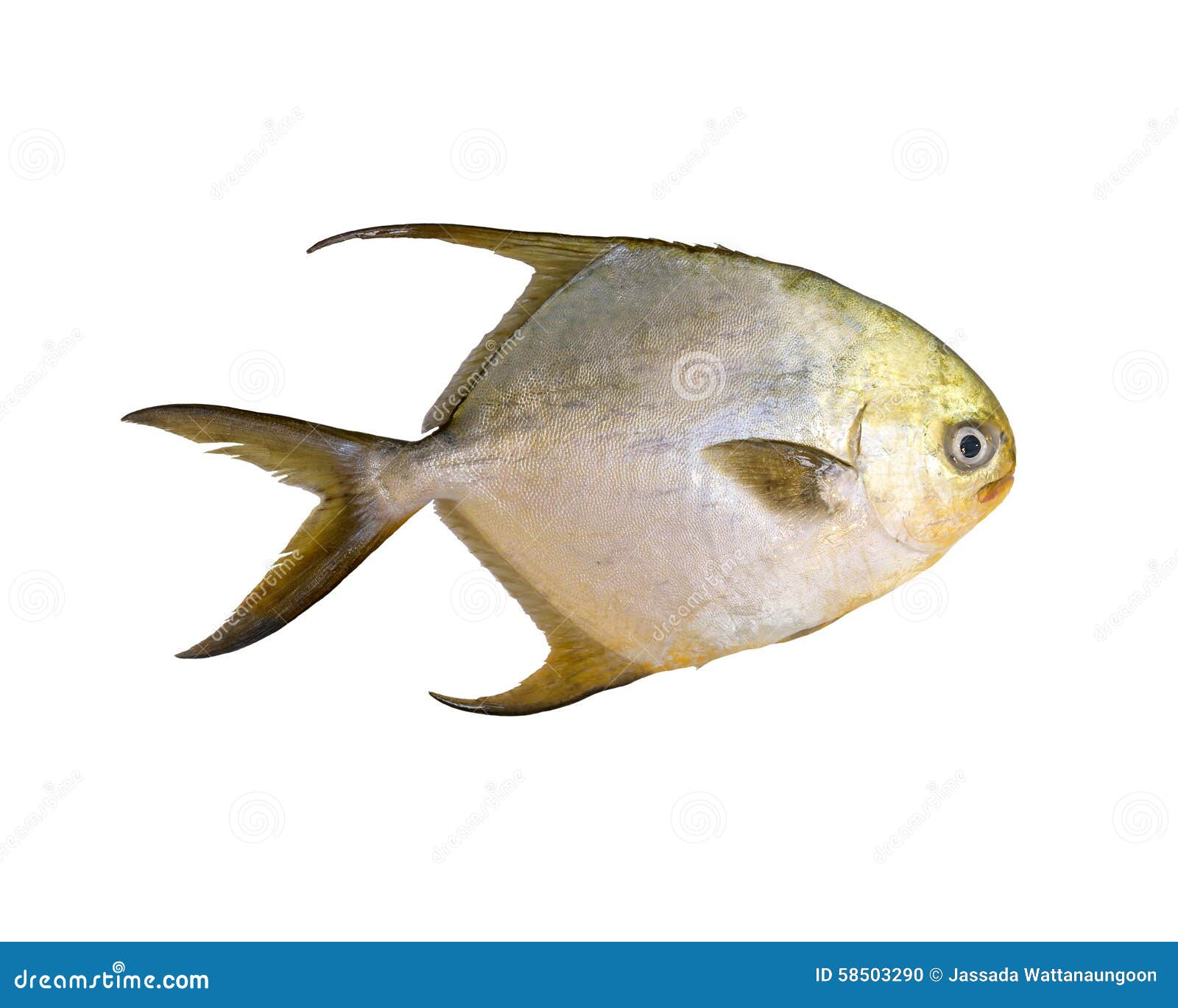Fresh pomfret isolated stock photo. Image of delicacy - 58503290