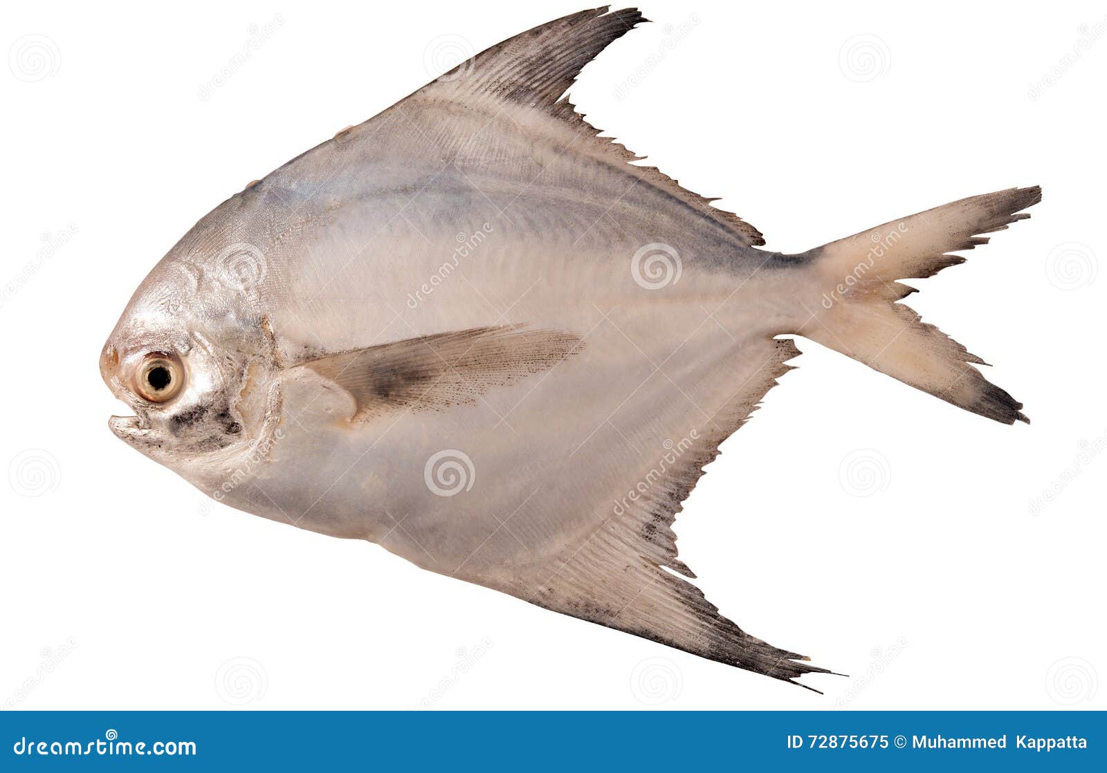 Fresh Pomfret Isolated on White Background. Stock Image - Image of ...