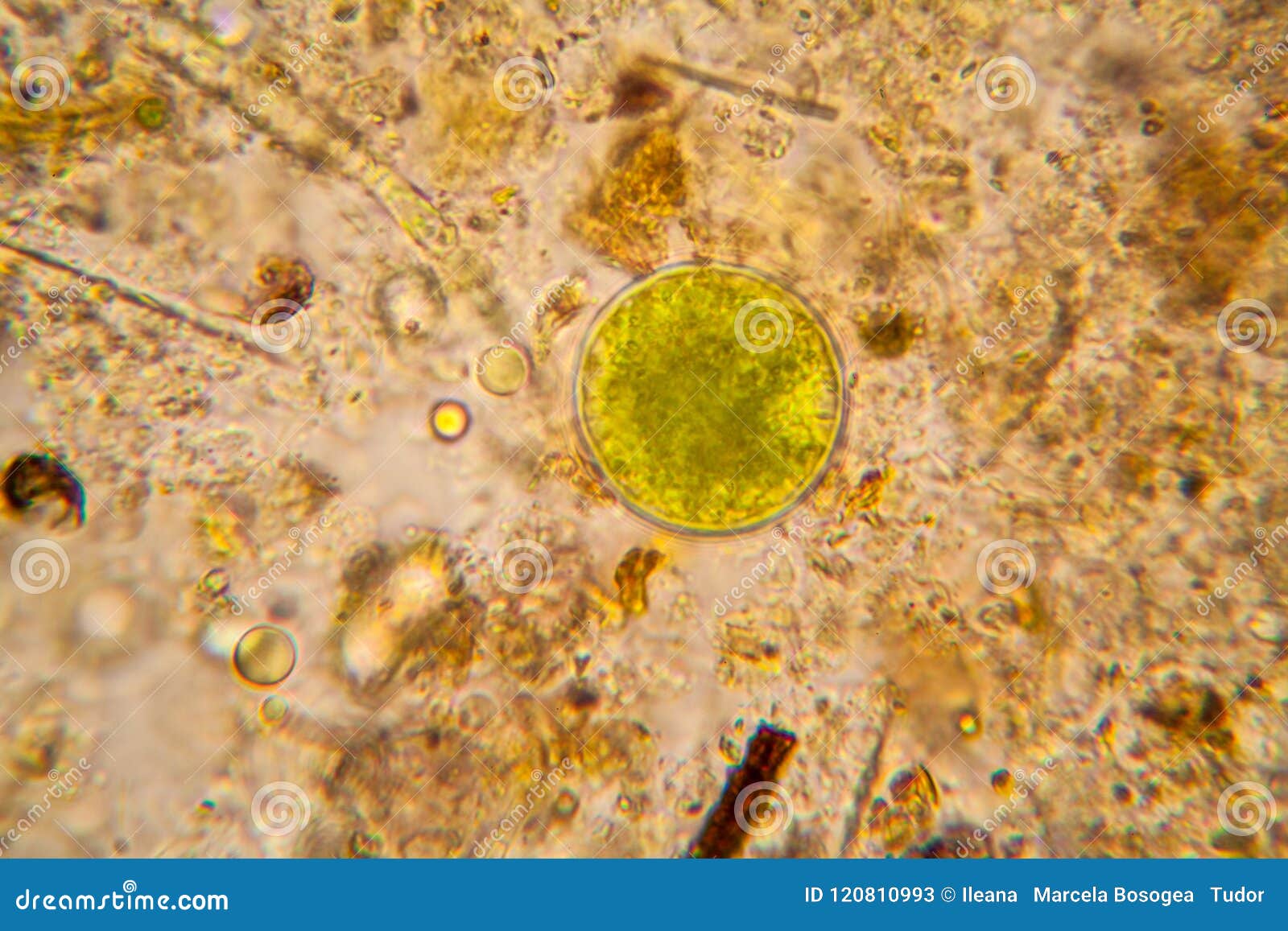 Active Microscope Isolated On White Background Research Concept To Find ...