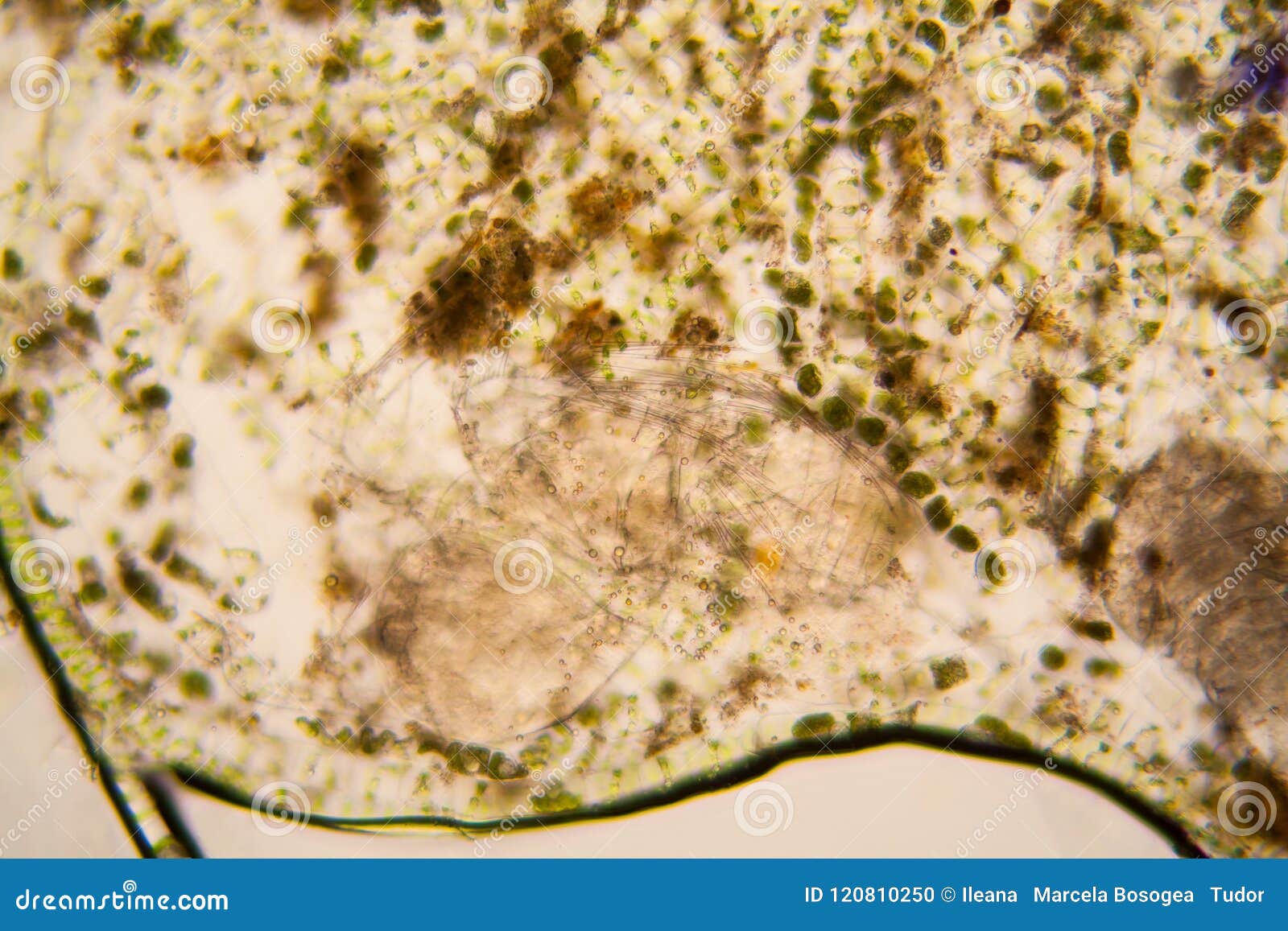 Fresh Pond Water Plankton and Algae at the Microscope. Copepod Stock ...