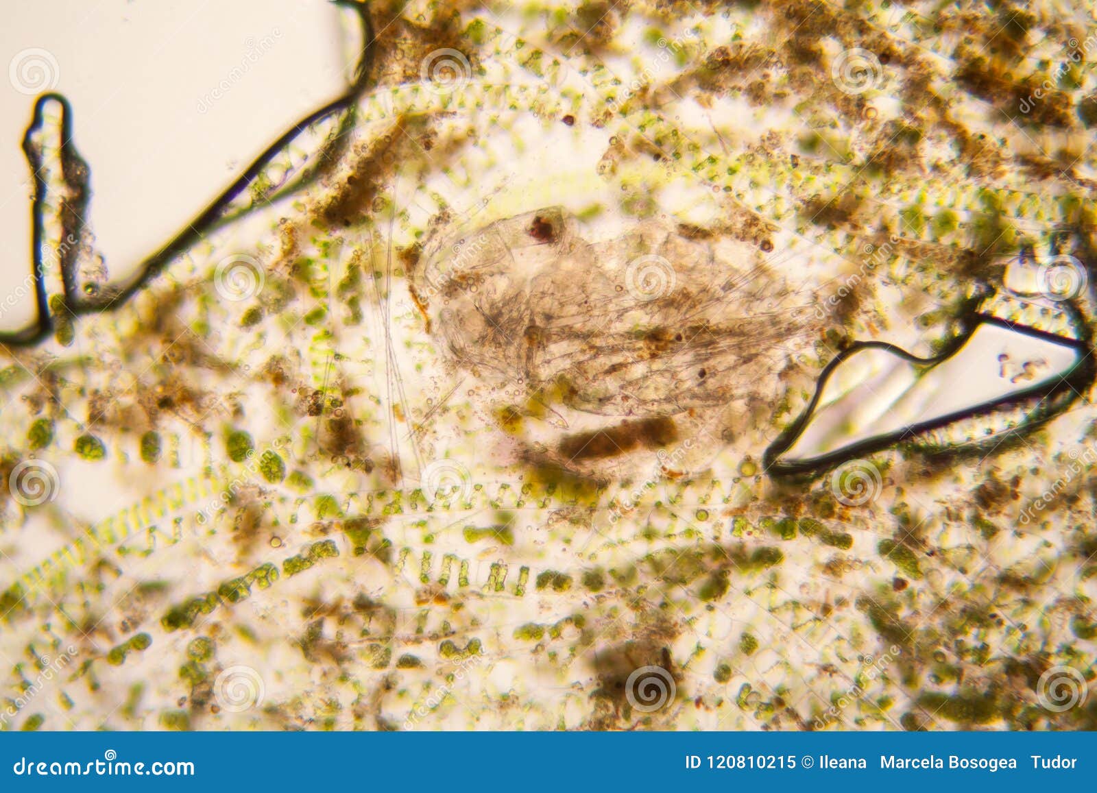 Fresh Pond Water Plankton and Algae at the Microscope. Copepod Stock ...