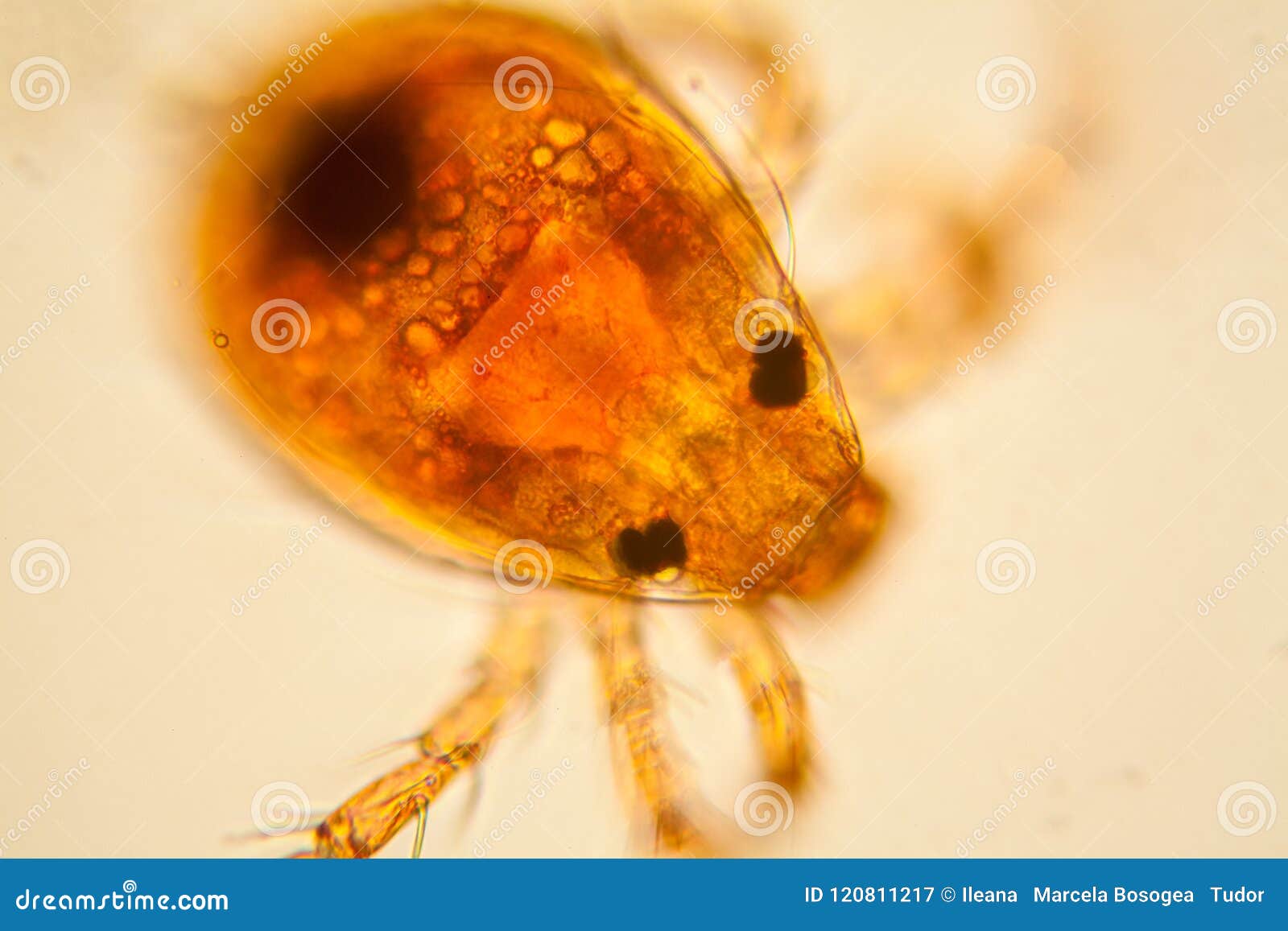 Pond Water Plankton and Algae at the Microscope. Pond Mite Stock Image ...