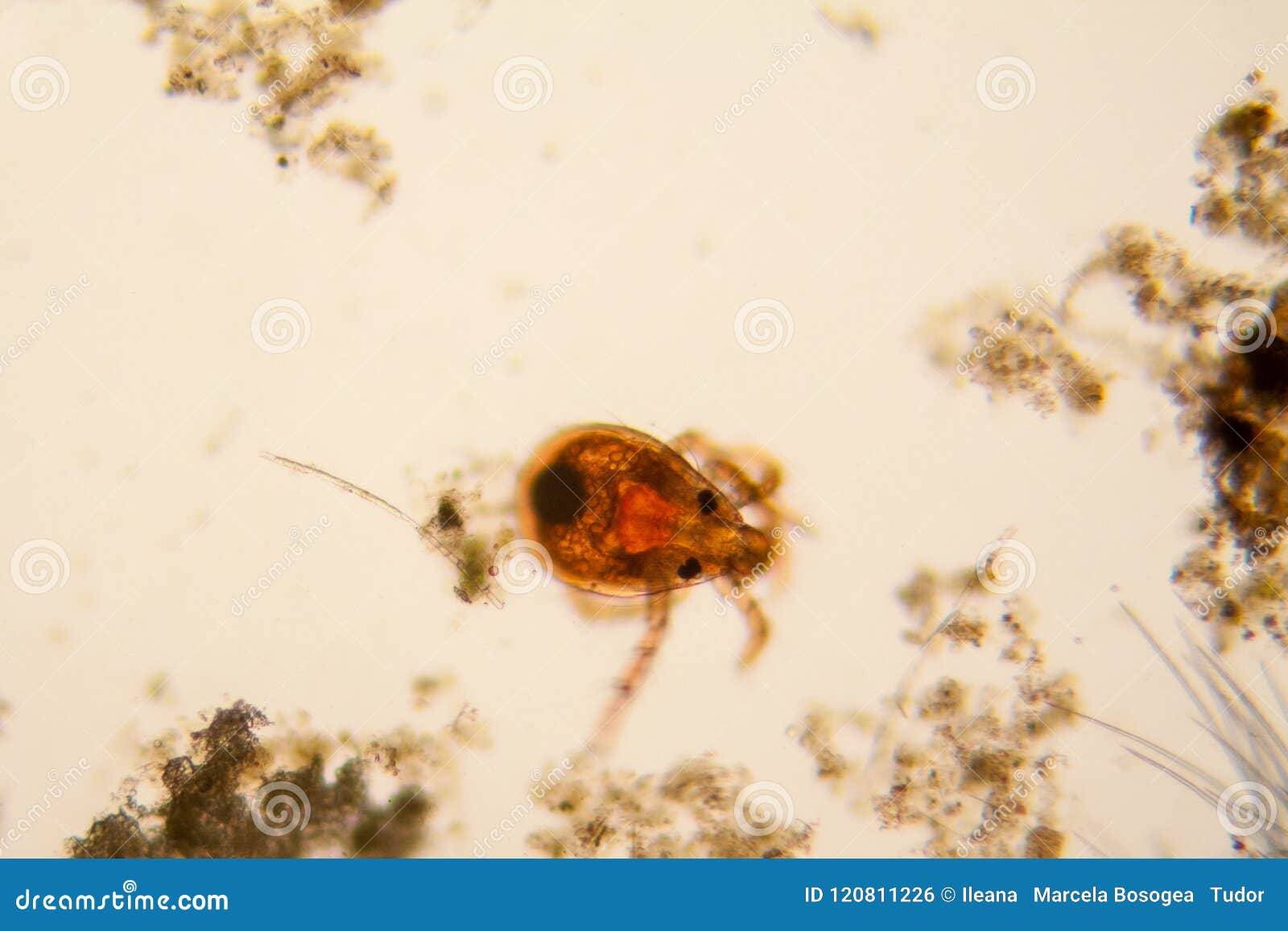 Pond Water Plankton and Algae at the Microscope. Pond Mite Stock Photo ...