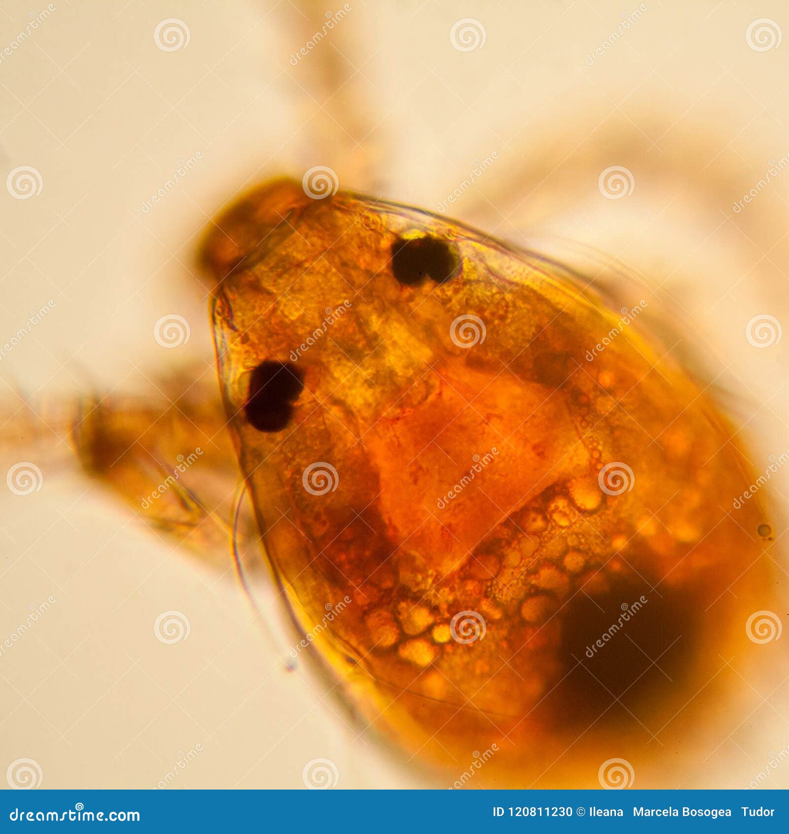 Pond Water Plankton and Algae at the Microscope. Pond Mite Stock Photo ...