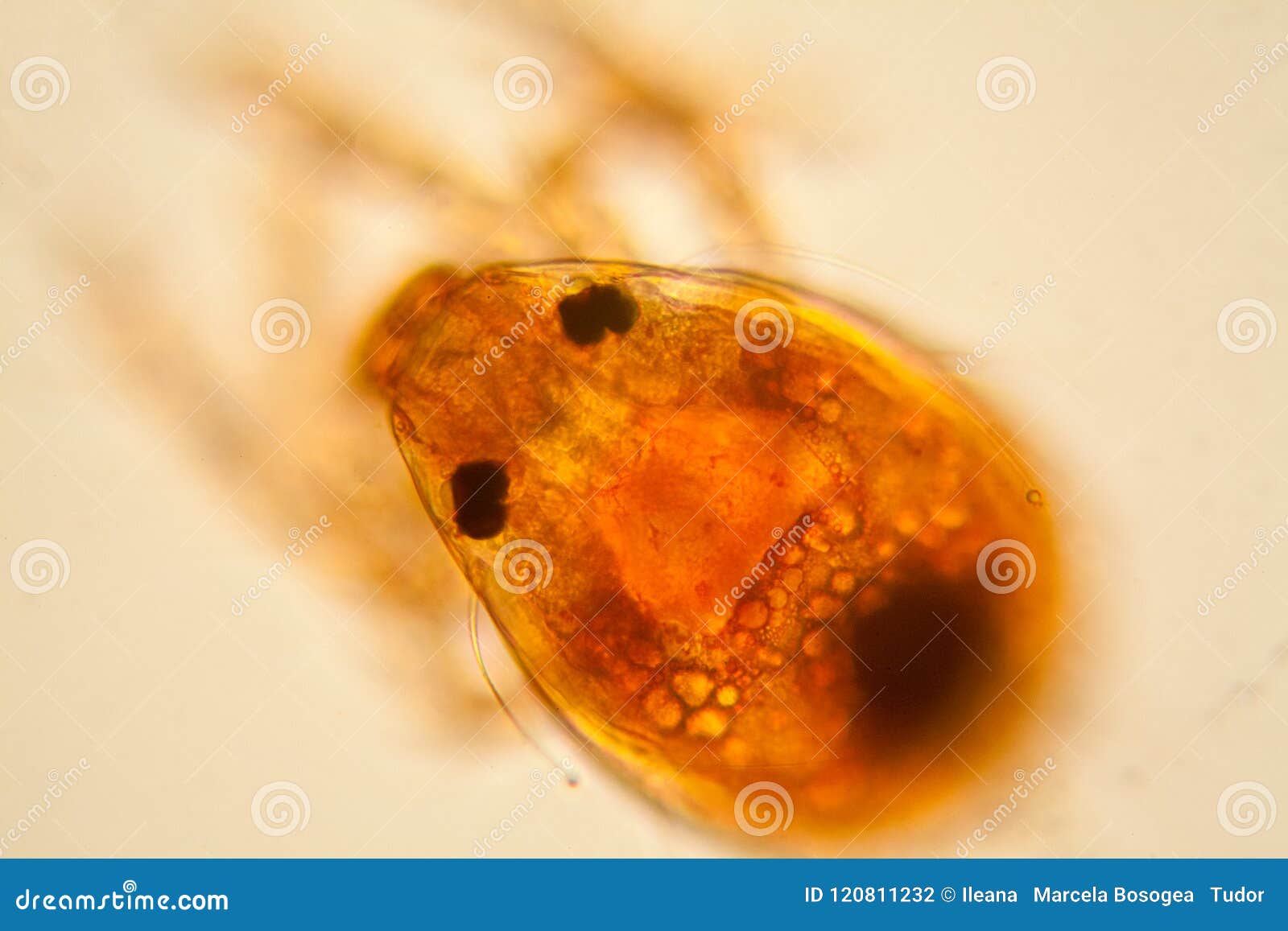 Pond Water Plankton and Algae at the Microscope. Pond Mite Stock Photo ...
