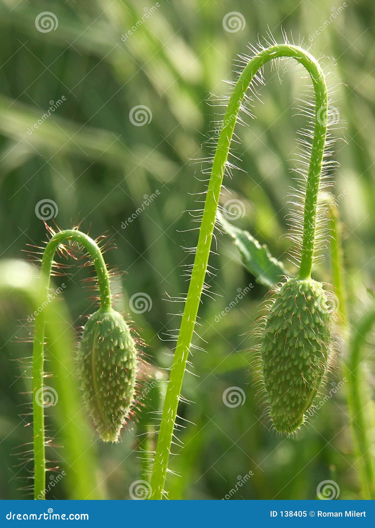 Fresh poppy buds stock image. Image of vegetation, macro - 138405