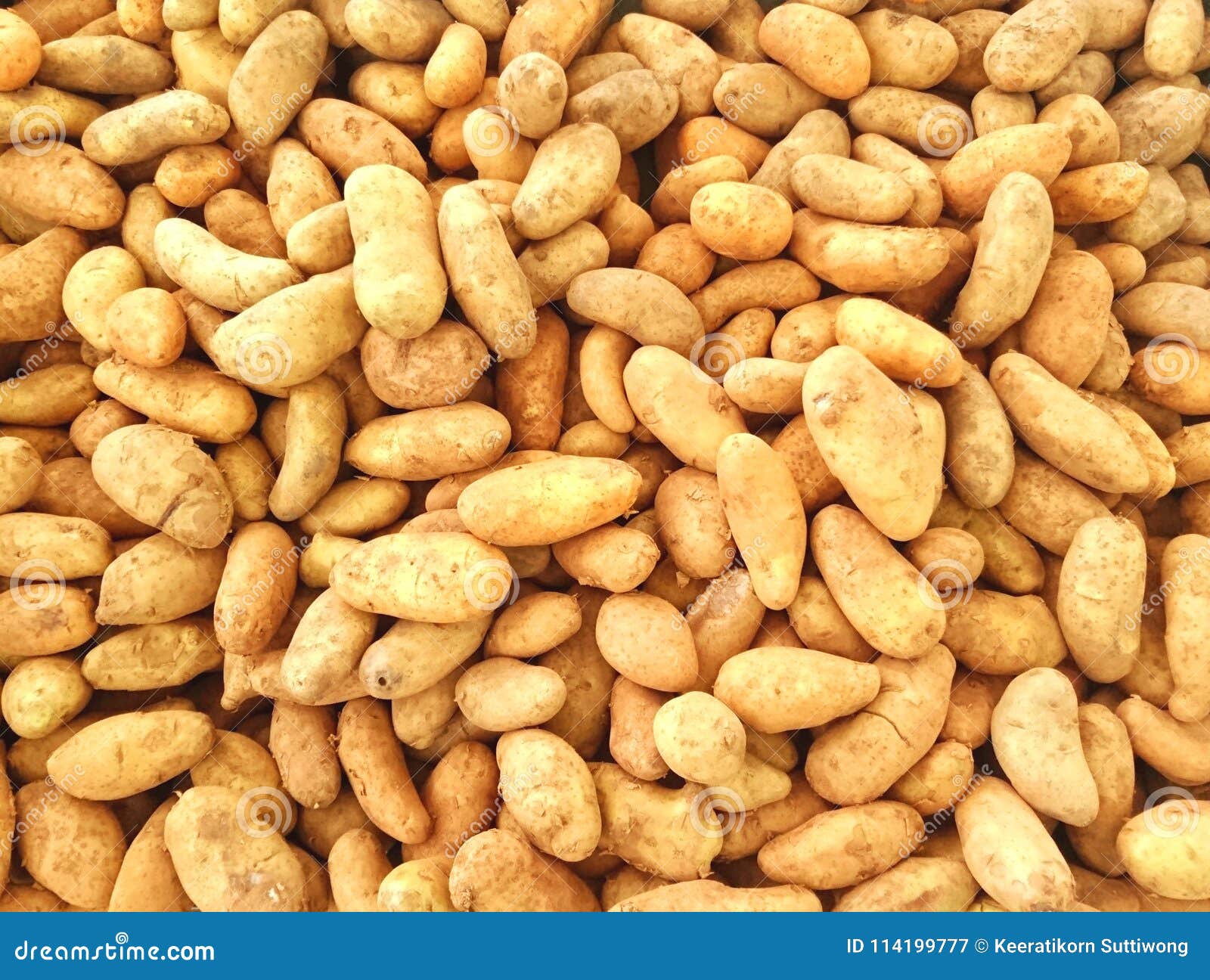 Fresh Potato, Background stock image. Image of farmers - 114199777