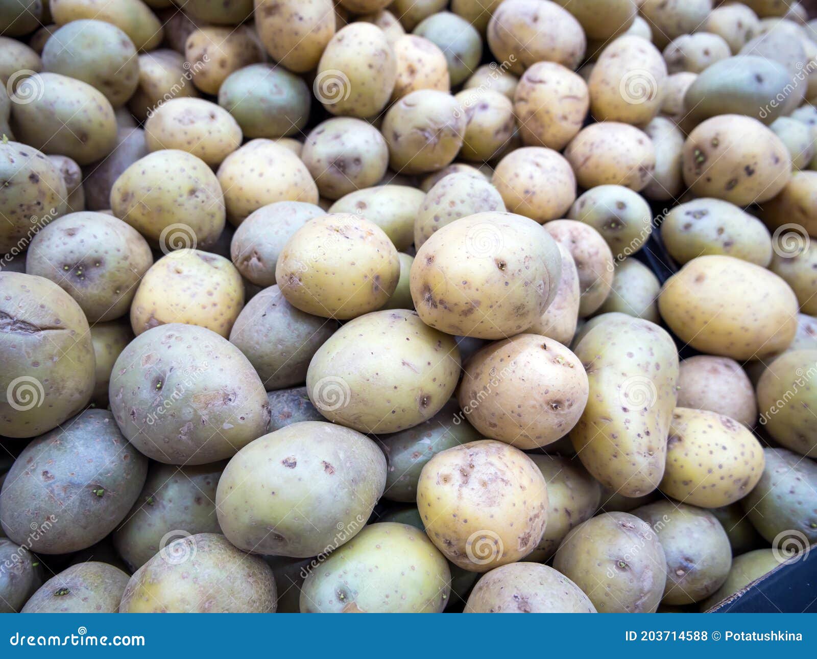 Fresh Potato Tubers are Stored in Bulk Stock Photo - Image of healthy ...