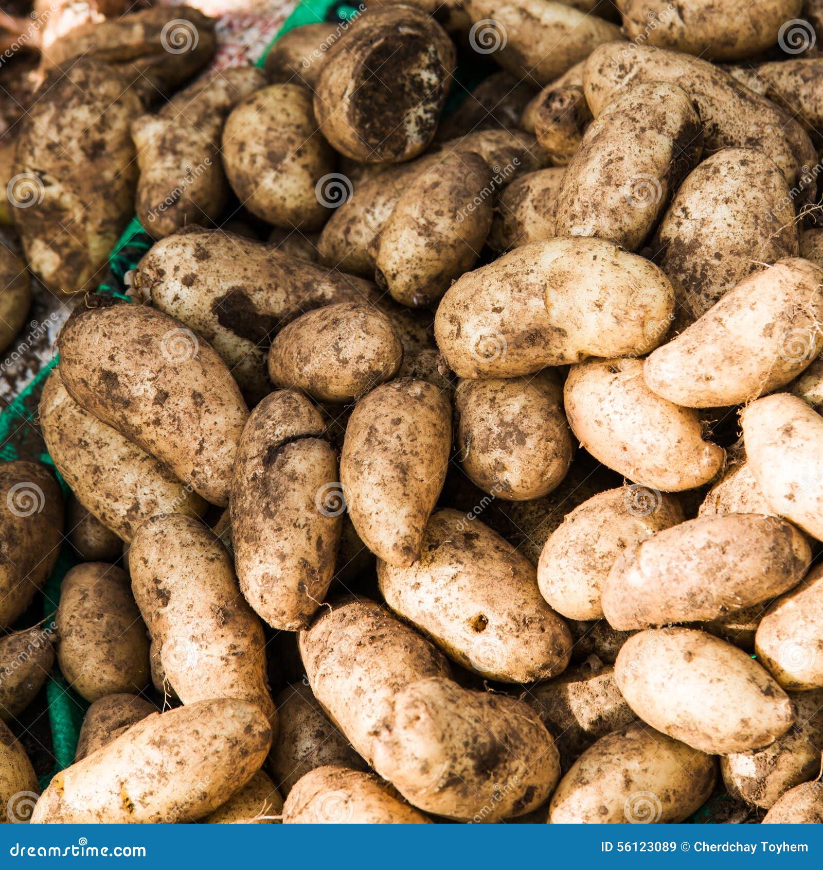 Fresh Potatoes Dirty on the Floor. Stock Image - Image of healthy, dirt ...