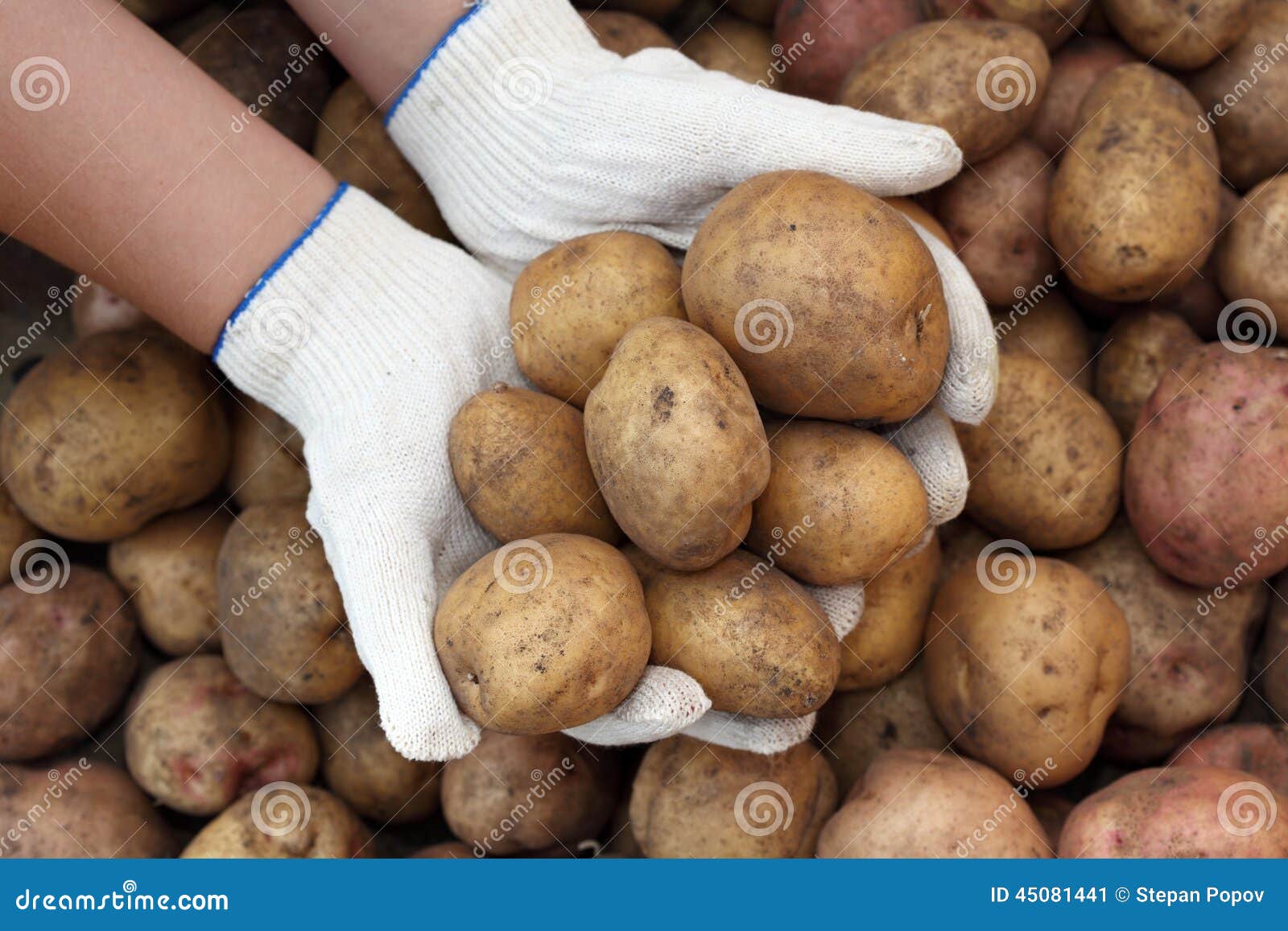 Fresh potatoes in hands stock image. Image of food, freshness - 45081441