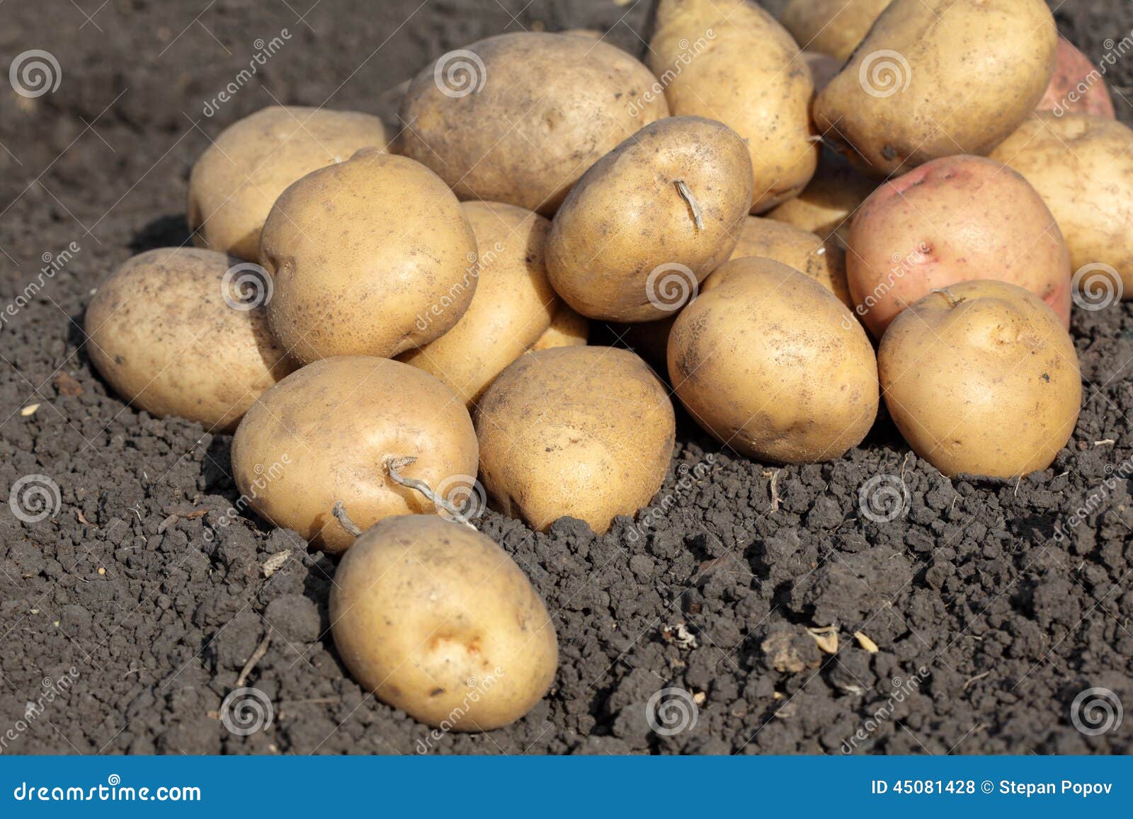 Fresh Potatoes stock photo. Image of horizontal, vegetable - 45081428