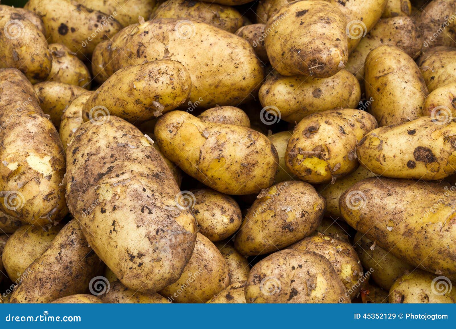 Fresh potatos stock image. Image of farm, greengrocer - 45352129