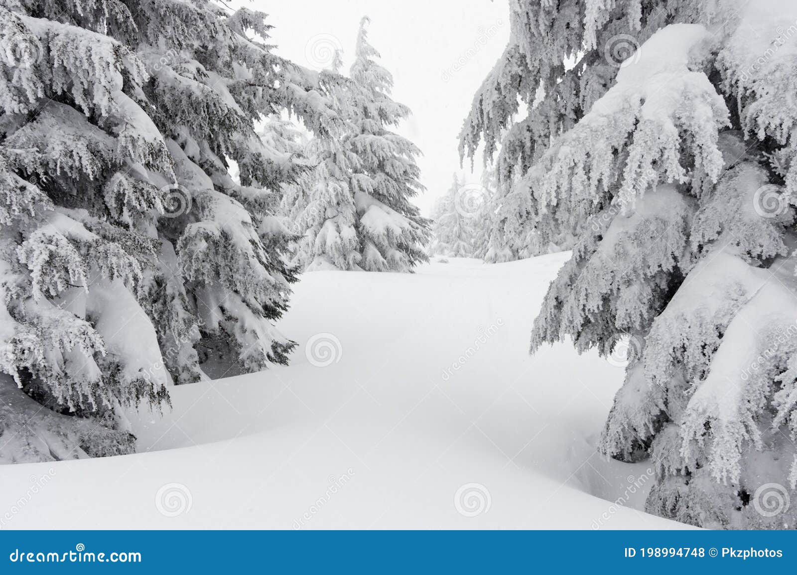 Fresh Powder stock photo. Image of powder, states, forward - 198994748