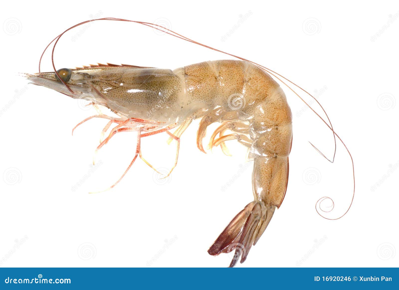 Fresh prawn stock photo. Image of chinese, overhead, meal - 16920246