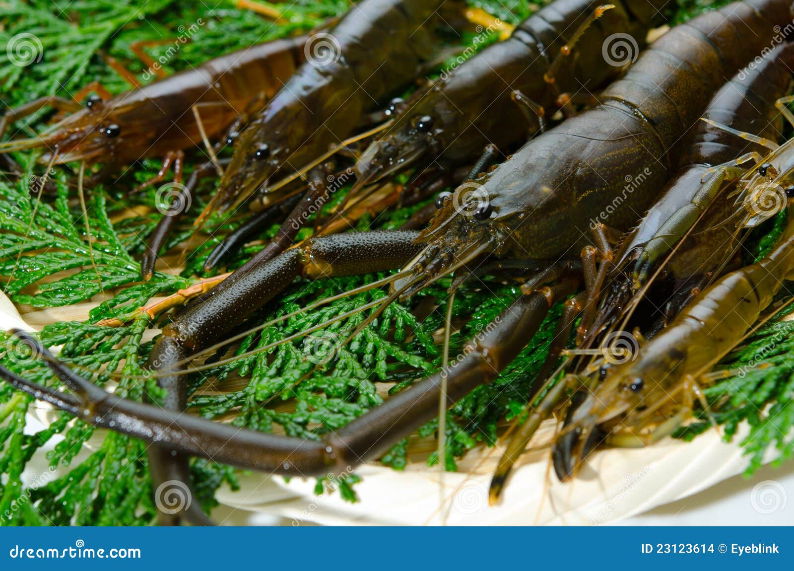 Fresh prawn stock photo. Image of shellfish, meal, crustacean - 23123614
