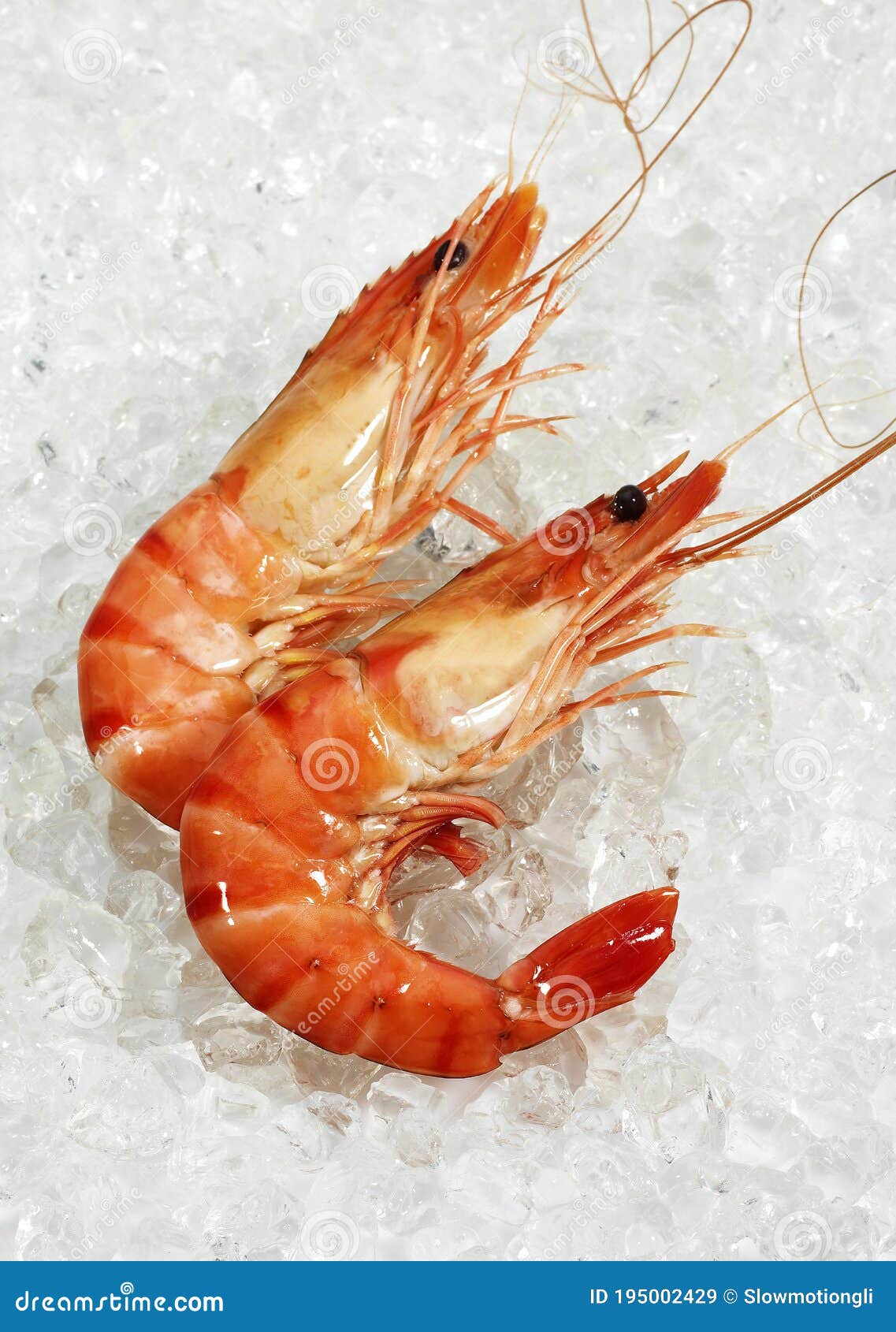 FRESH PRAWN on ICE stock image. Image of palaemonidae - 195002429