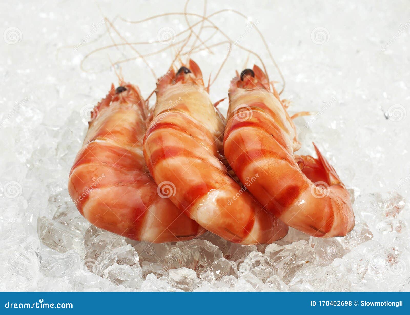 CREVETTE ROSE stock photo. Image of life, rose, full - 170402698