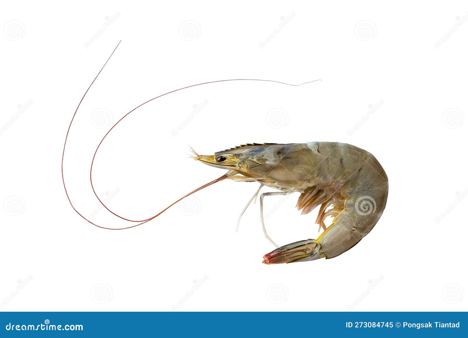 Fresh Prawn Isolated on White Background. Stock Image - Image of ...