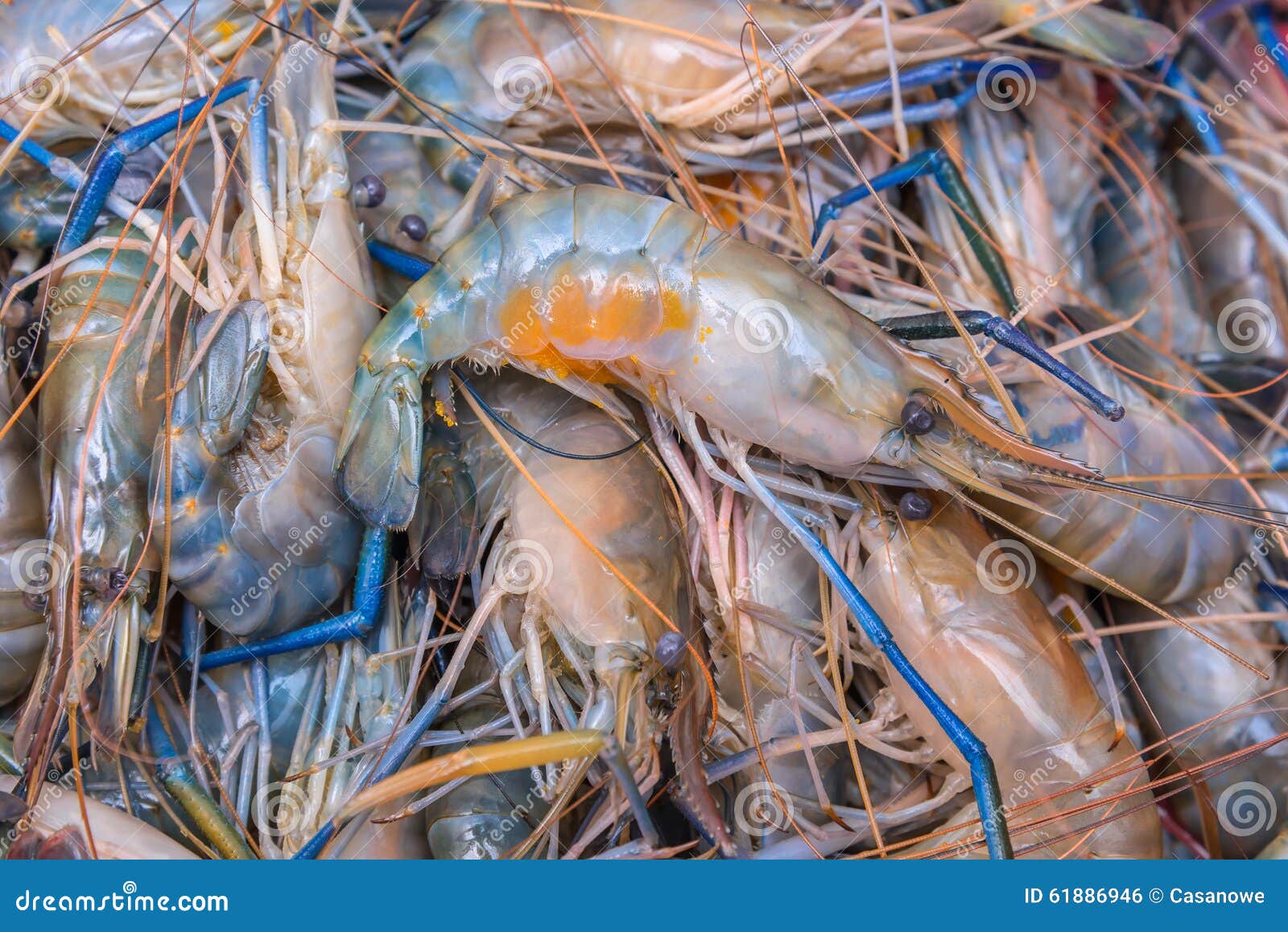 Fenneropenaeus Indicus Stock Photos - Free & Royalty-Free Stock Photos ...