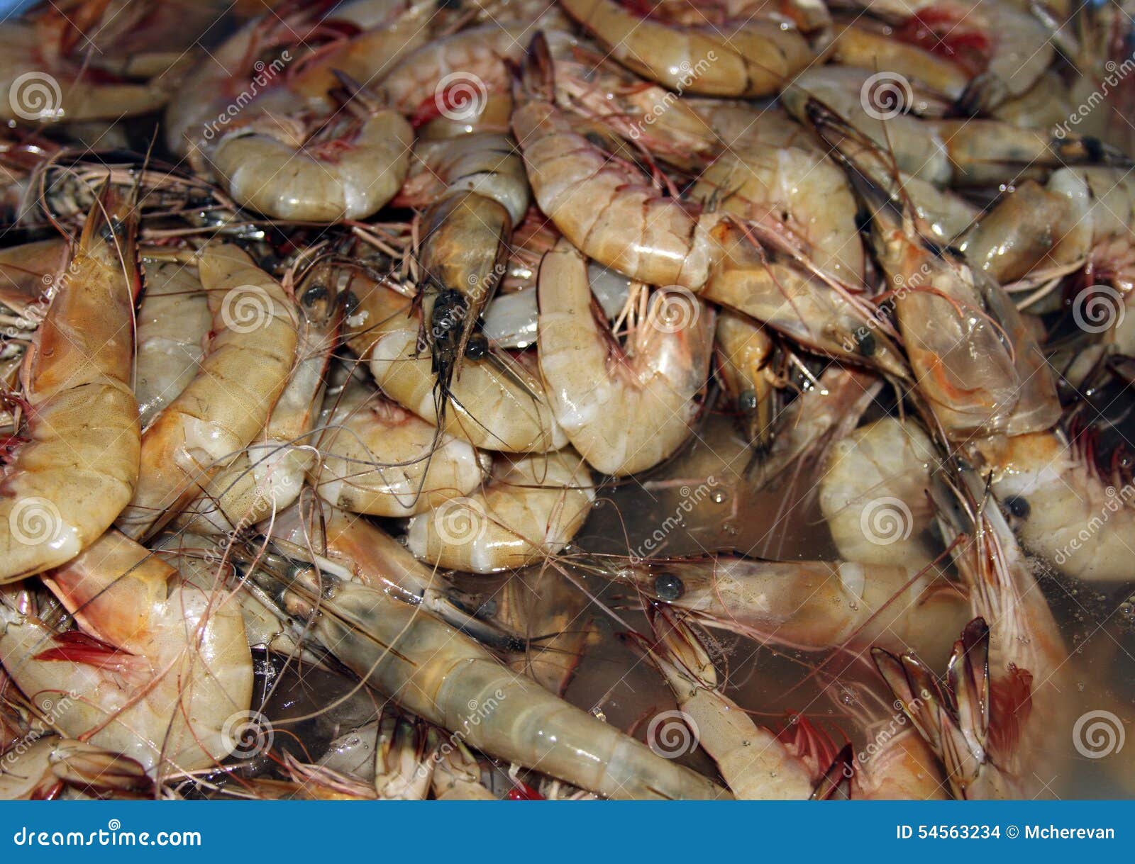 Fresh Prawns on a Fish Market in India, Goa Stock Photo - Image of asia ...
